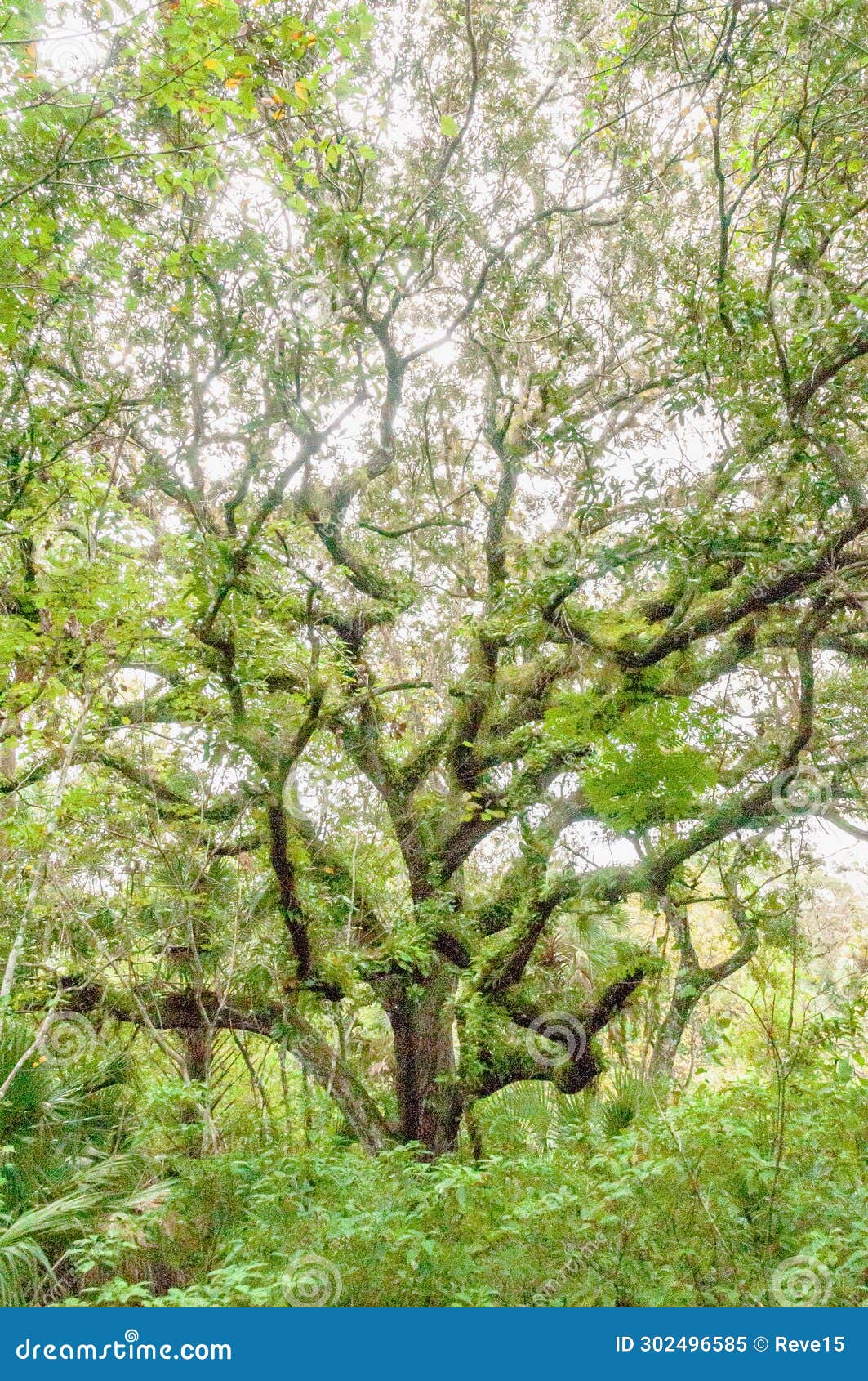 American Elm tree stock image. Image of florida, tree - 302496585