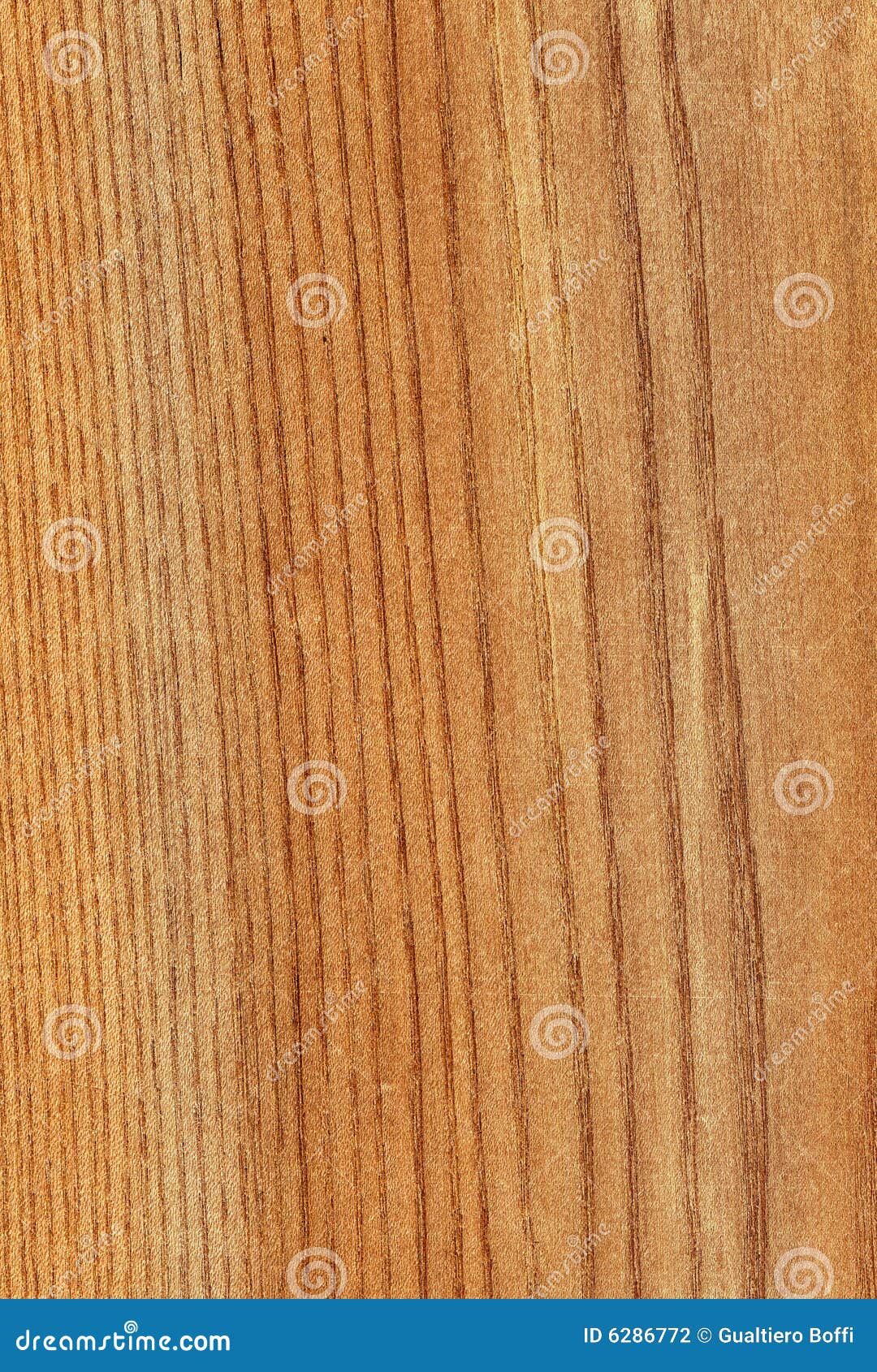 American elm wood stock photo. Image of covering, backdrop - 6286772