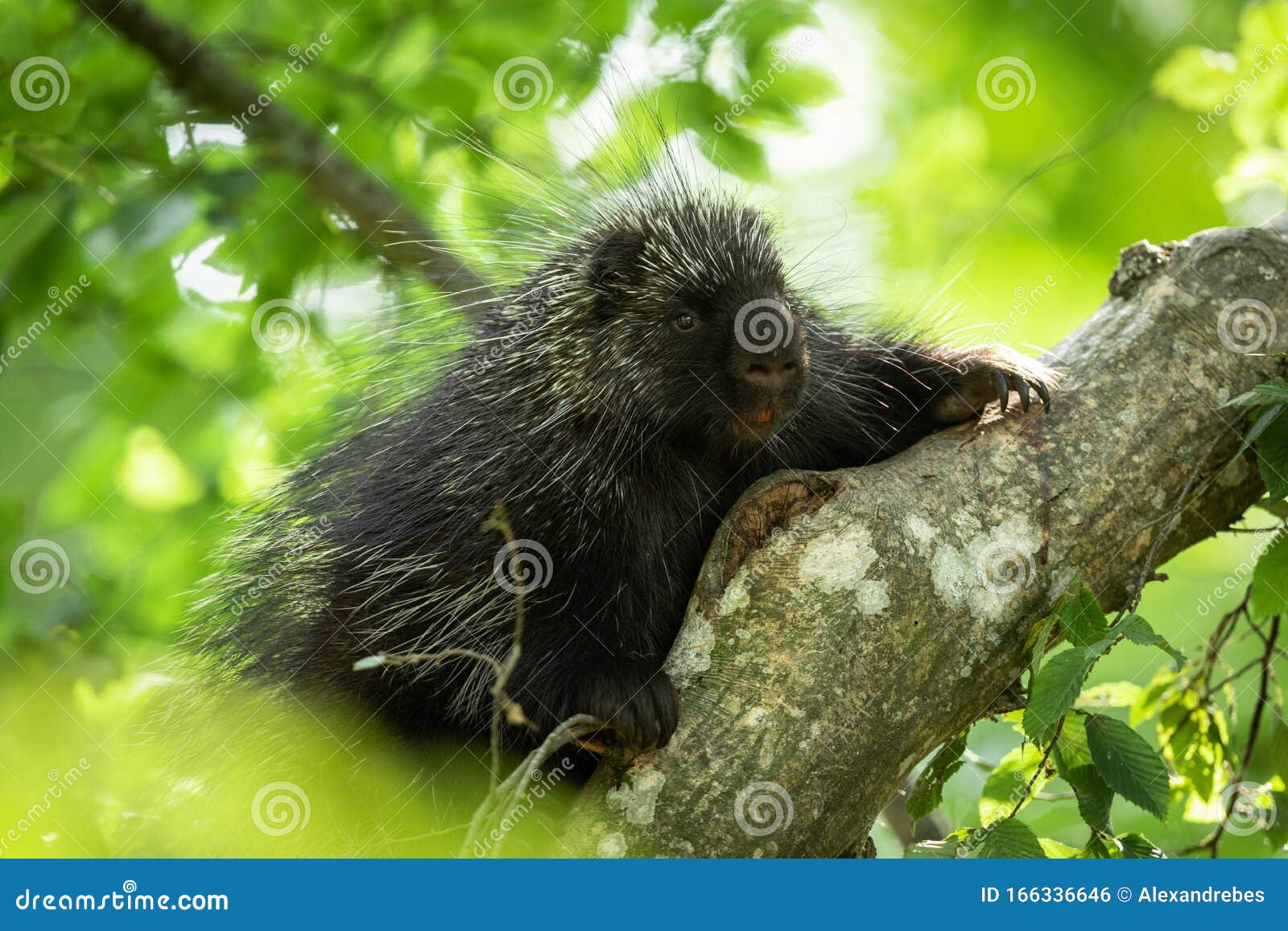 Epic - Three Yellow Signs With Blue Sky Background Royalty-Free Stock ...