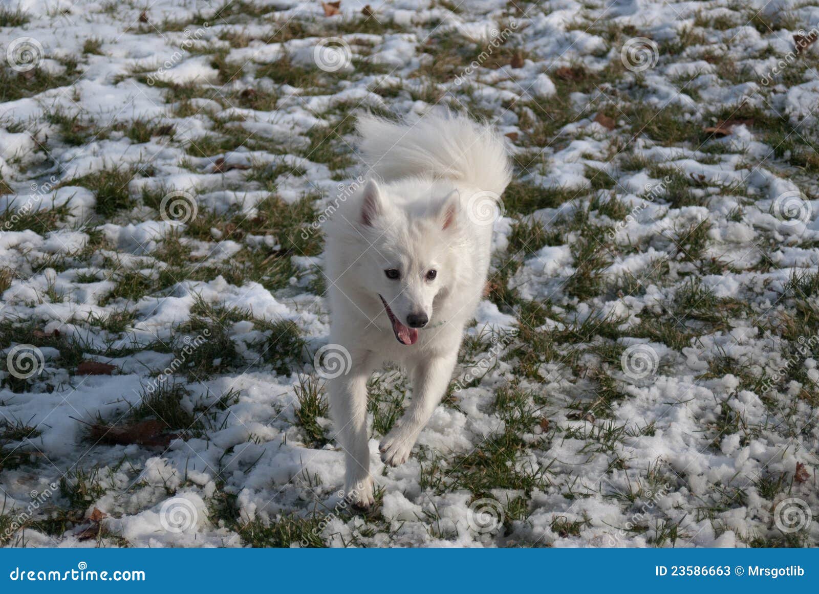 American Eskimo Plays in Snow Stock Image - Image of sunny, white: 23586663