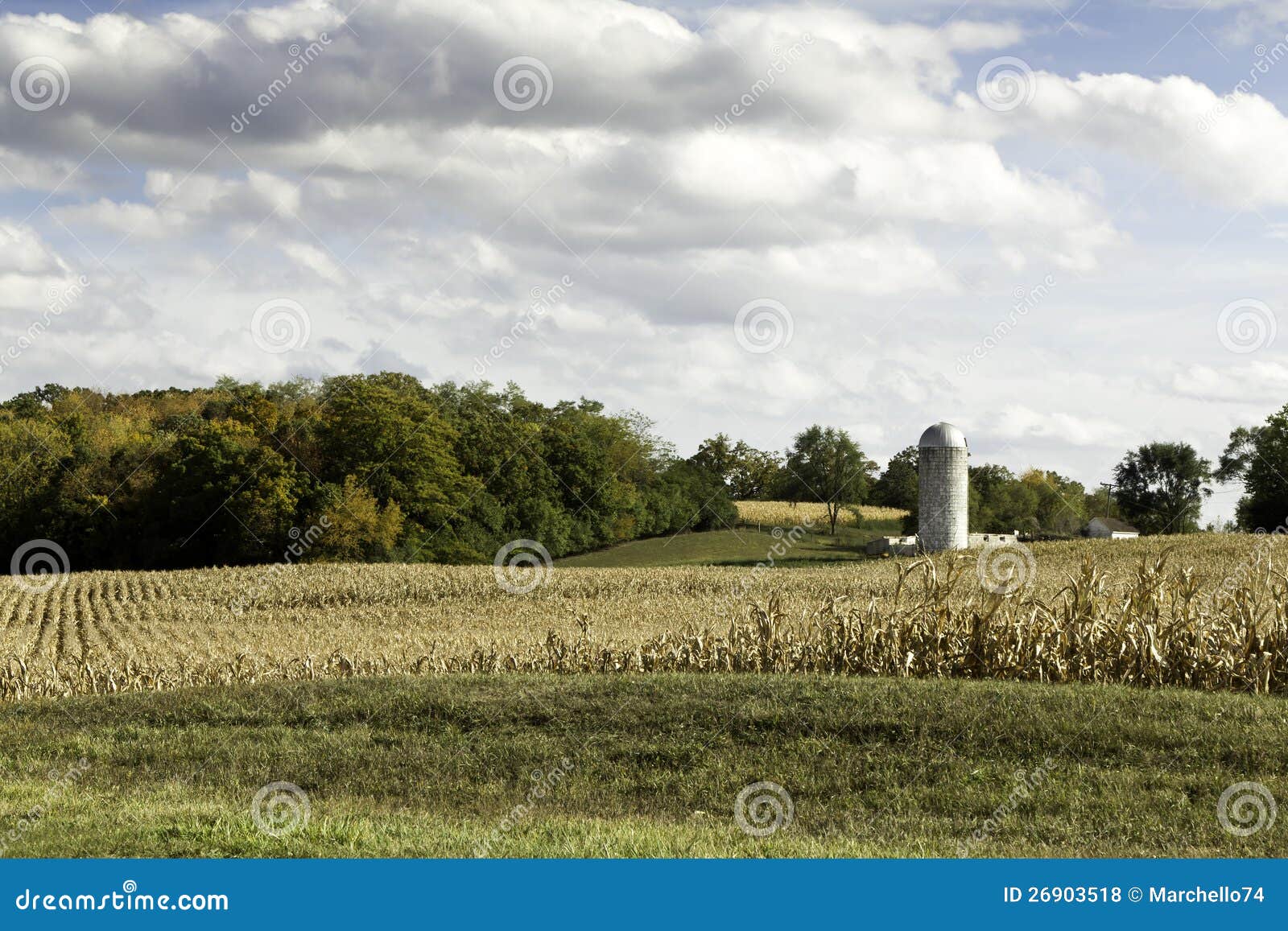 American Farm in the Field of Corn Stock Photo - Image of milk, field ...