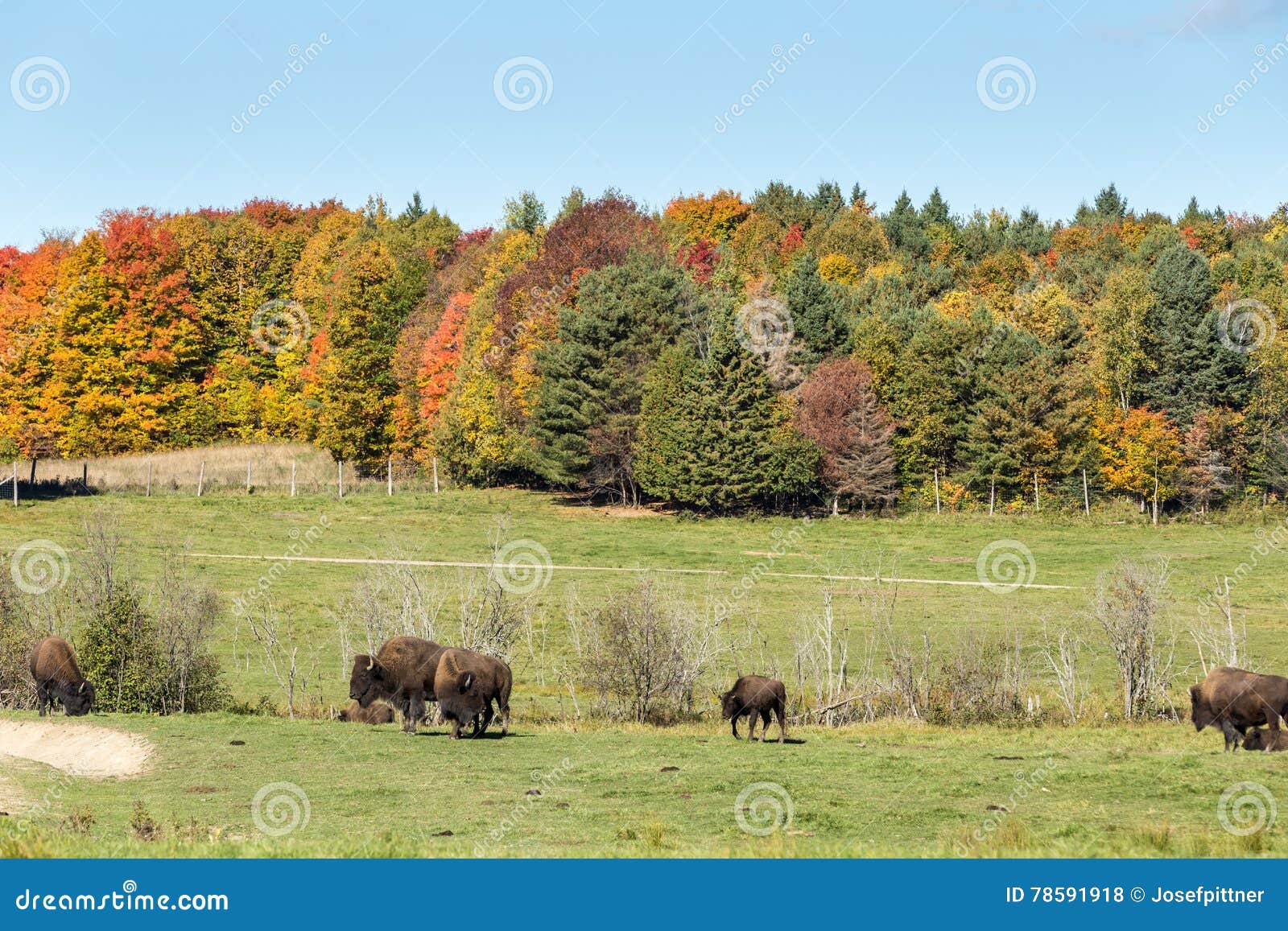 American Field Buffalo in a Field in the Fall Stock Photo - Image of ...