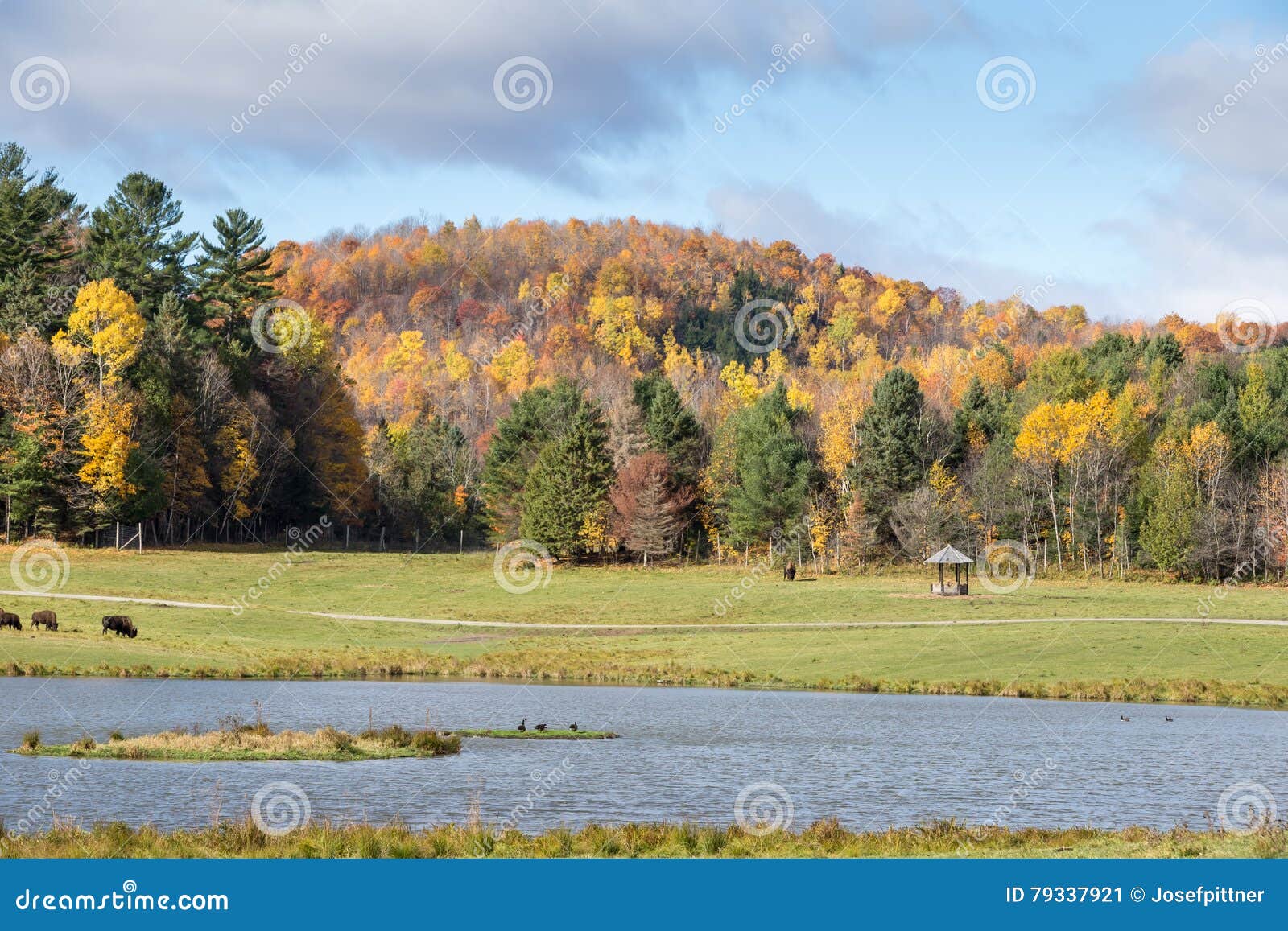 American Field Buffalo in a Field in the Fall Stock Image - Image of ...