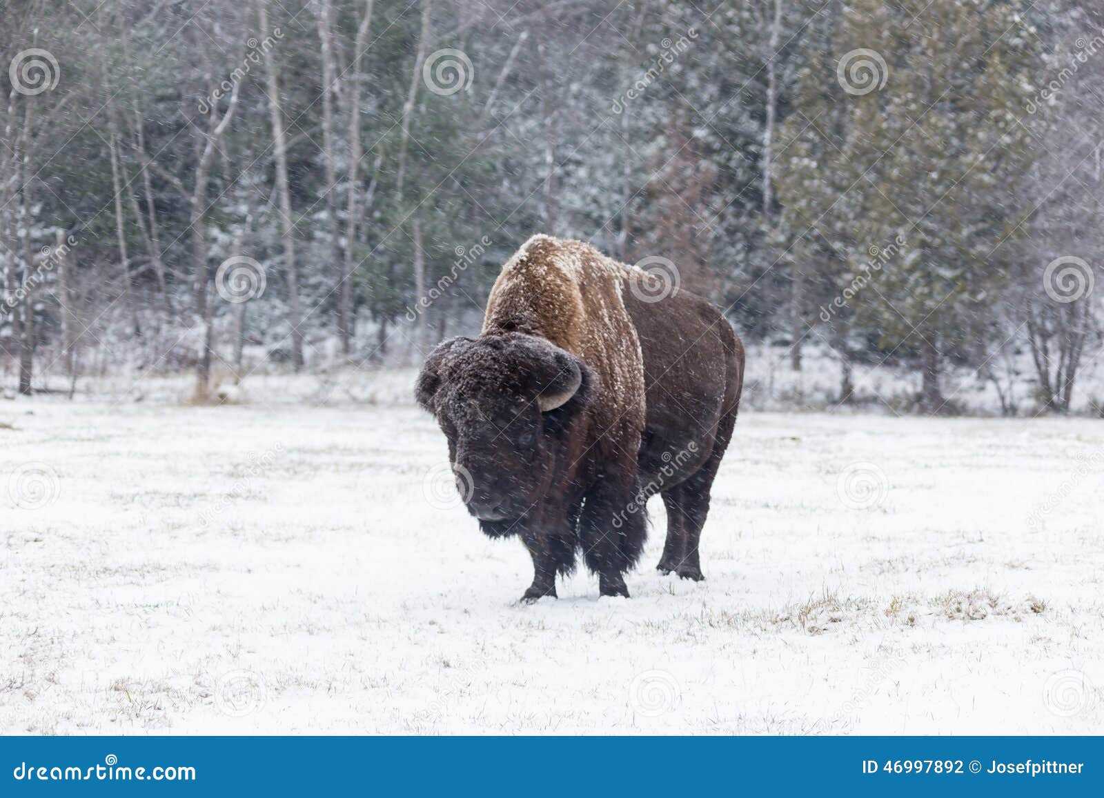 American Field Buffalo stock photo. Image of outdoors - 46997892