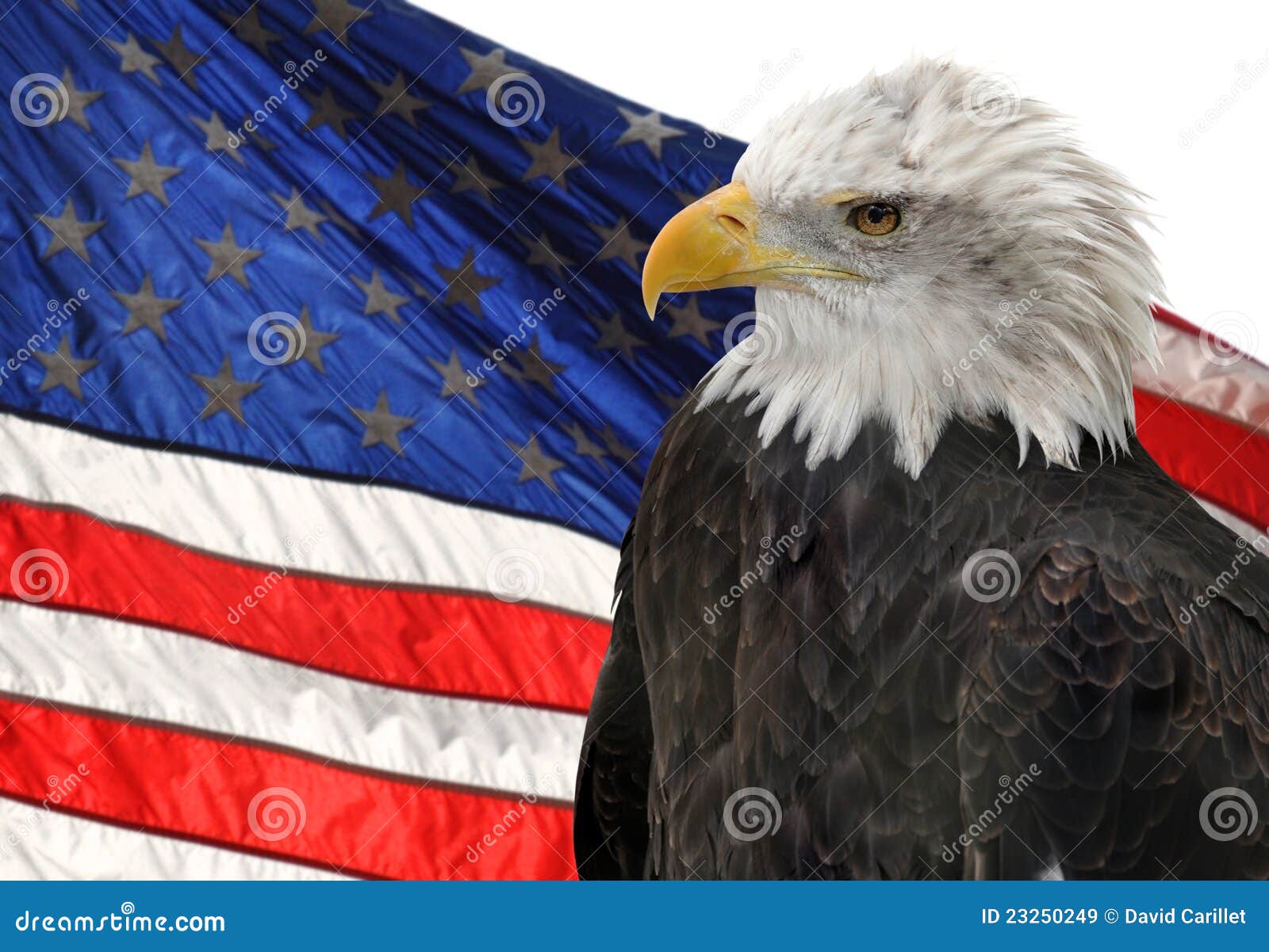 American Flag and Bald Eagle Stock Image - Image of government ...
