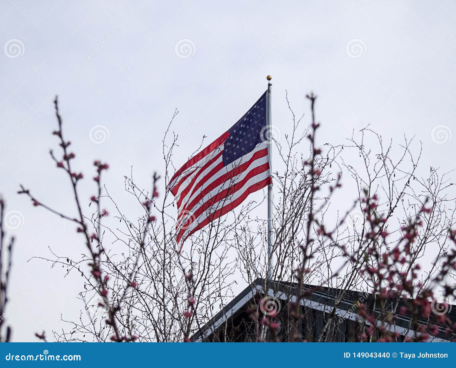 American Flag Flying Above the Bare Branches of a Flowering Tree Stock ...