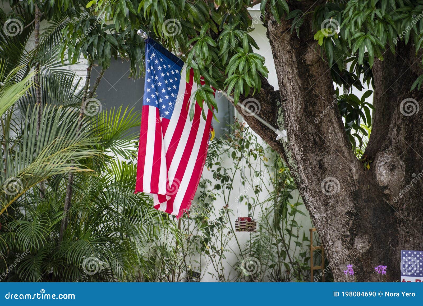 An American Flag Outside Hanging from a Tree Stock Photo - Image of ...