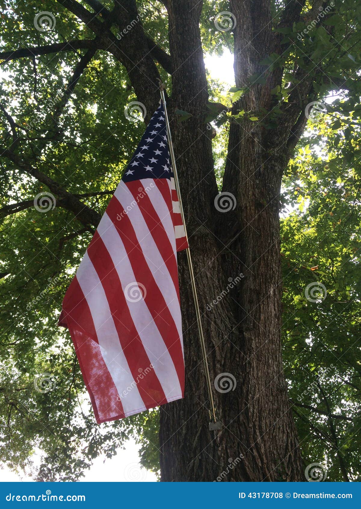 American flag under a tree stock photo. Image of american - 43178708