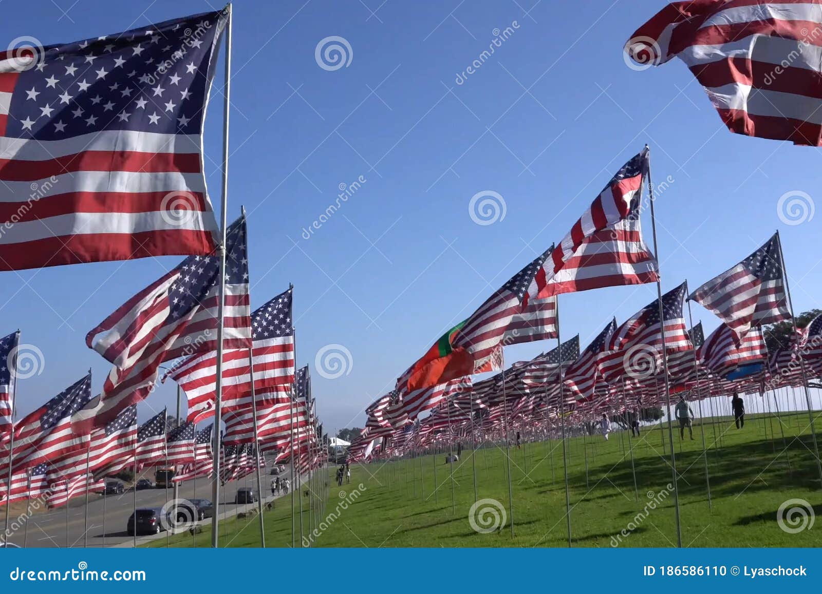 American Flags on Lawn. Lots of American Flags Stock Photo - Image of ...