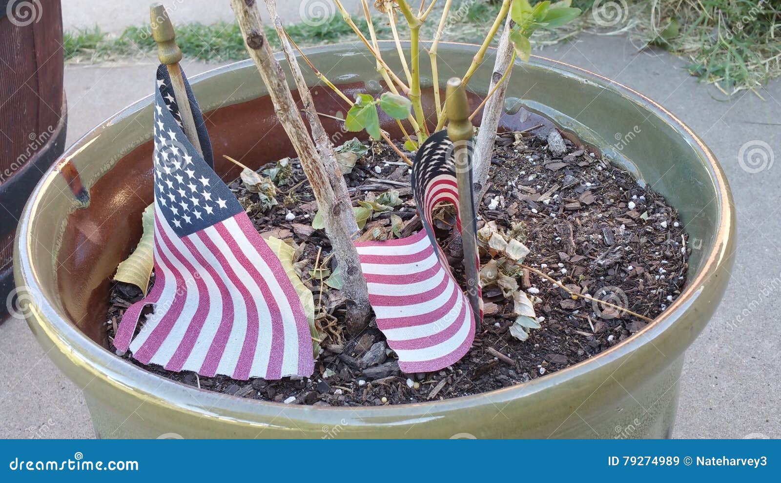 American Flags in Plant Pot Stock Image - Image of american, plant ...