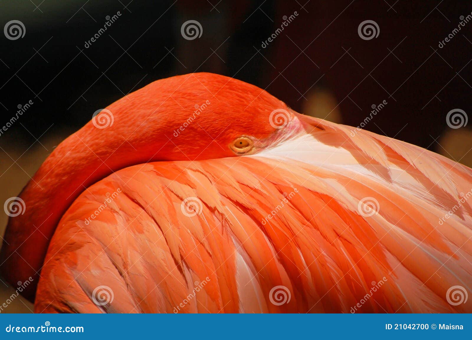 American flamingo close up stock photo. Image of plumage - 21042700