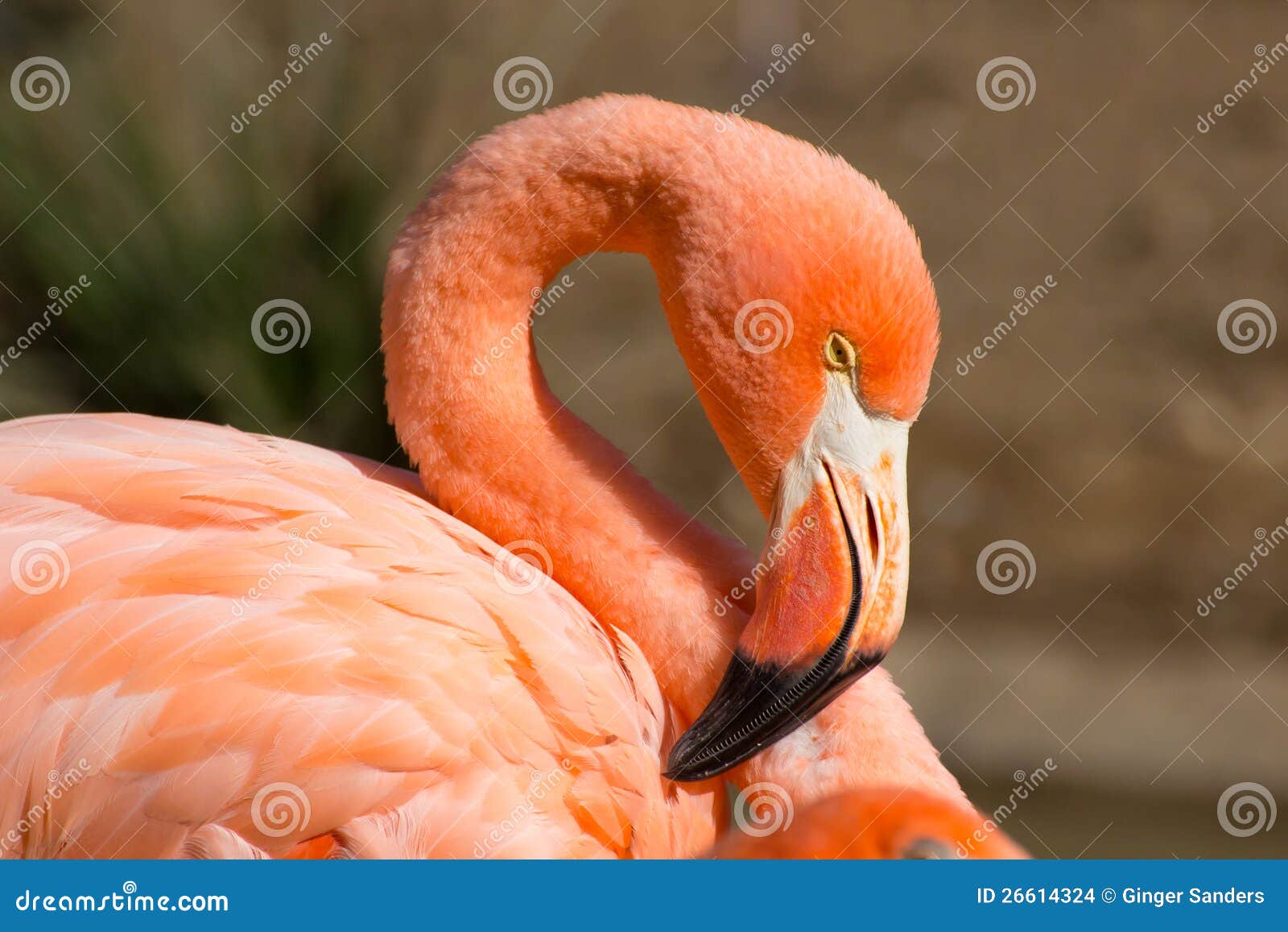 American Flamingo Head stock photo. Image of american - 26614324