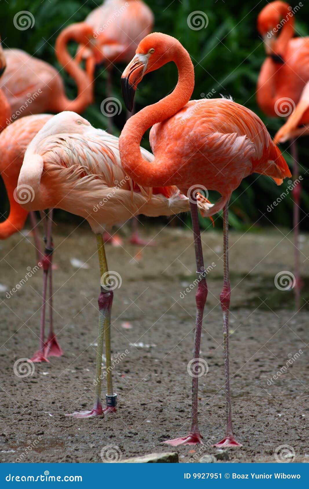American Flamingo (Phoenicopterus Ruber) Stock Image - Image of classy ...