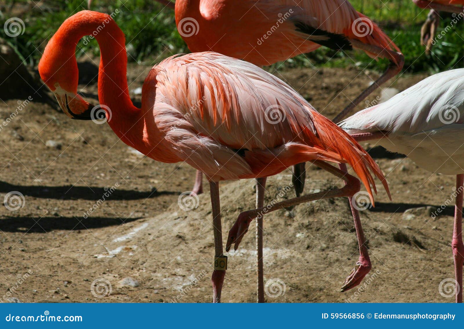 American Flamingo stock photo. Image of pink, fighting - 59566856