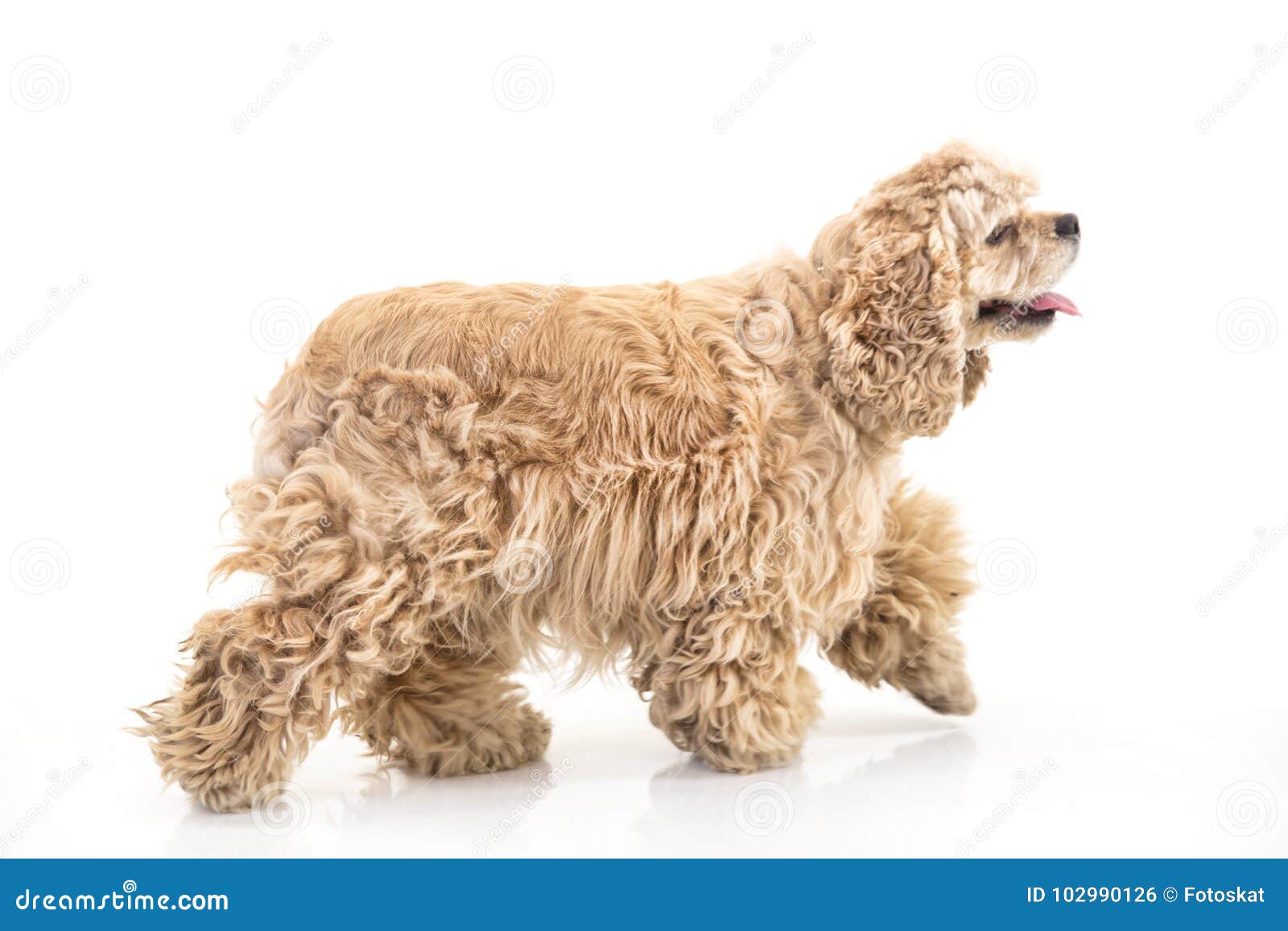 American Cocker Spaniel stock photo. Image of adorable - 102990126