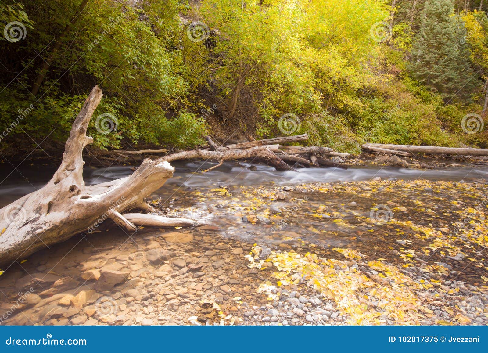 American Fork Canyon tree stock image. Image of alpine - 102017375