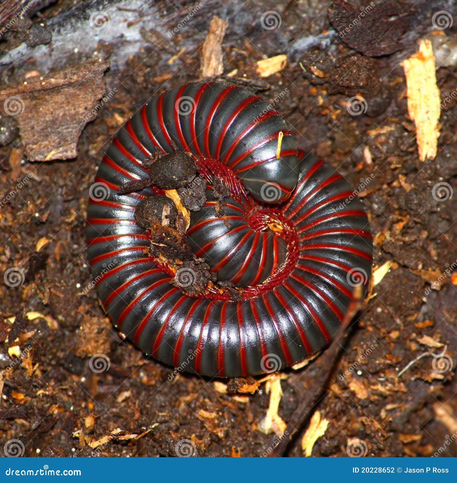 American Giant Millipede (Narceus Americanus) Stock Photo ...