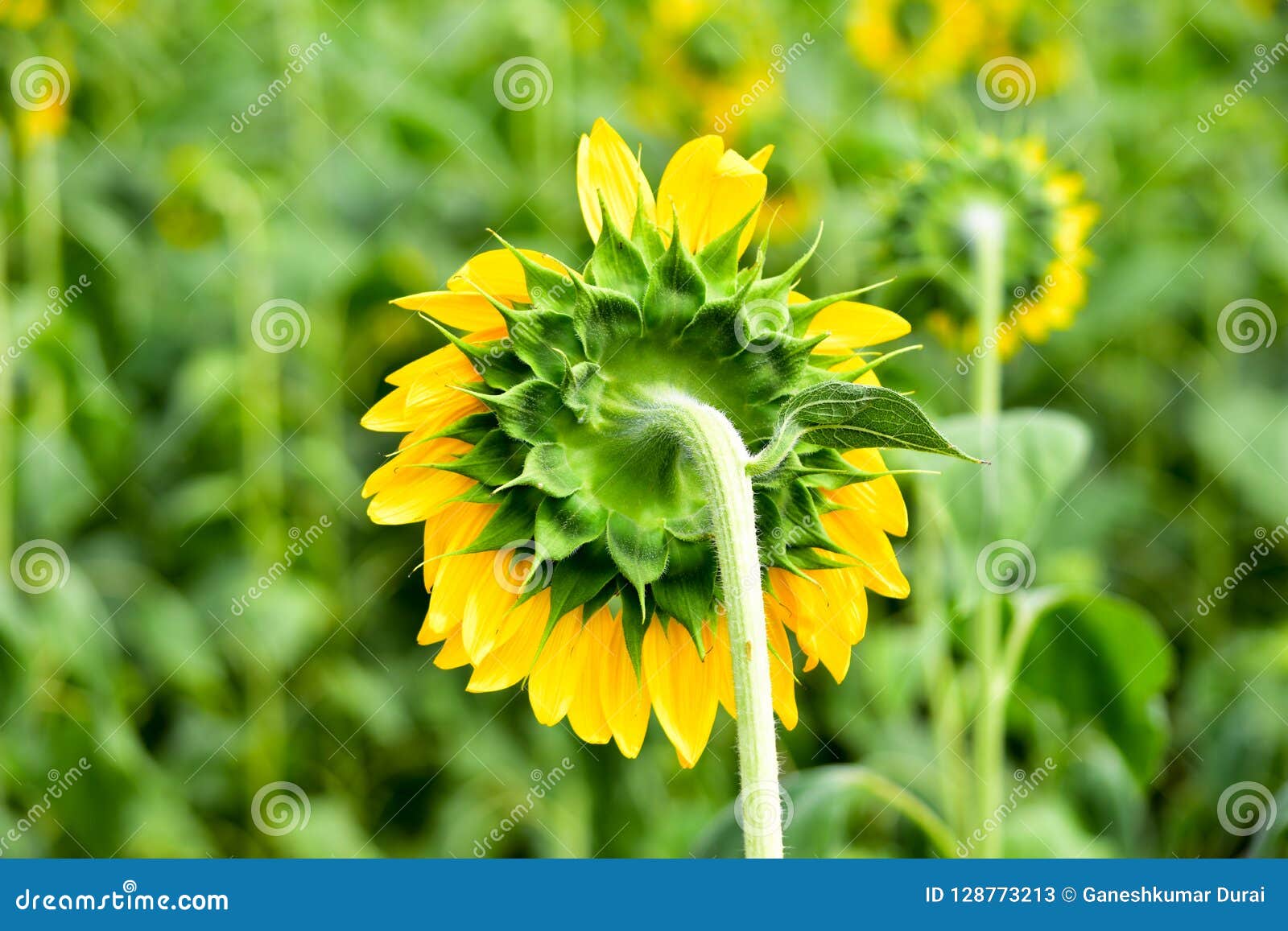 American Giant Sunflower stock image. Image of flower - 128773213