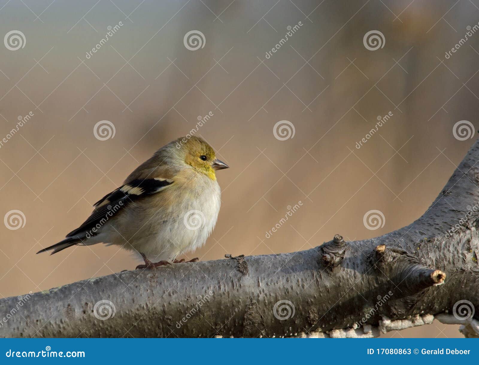 American Goldfinch stock image. Image of biology, birdfeeding - 17080863