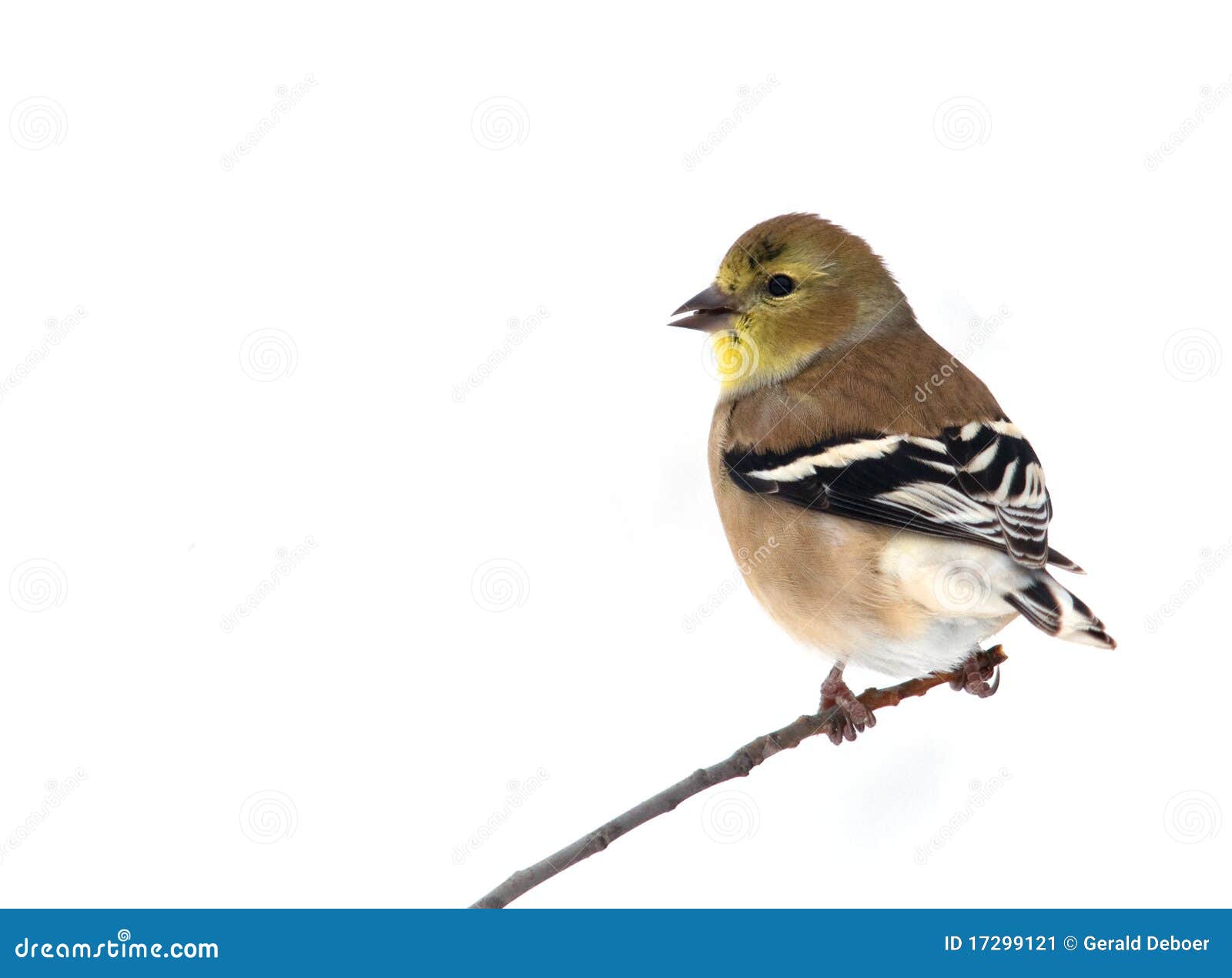 American Goldfinch stock image. Image of feathered, nature - 17299121