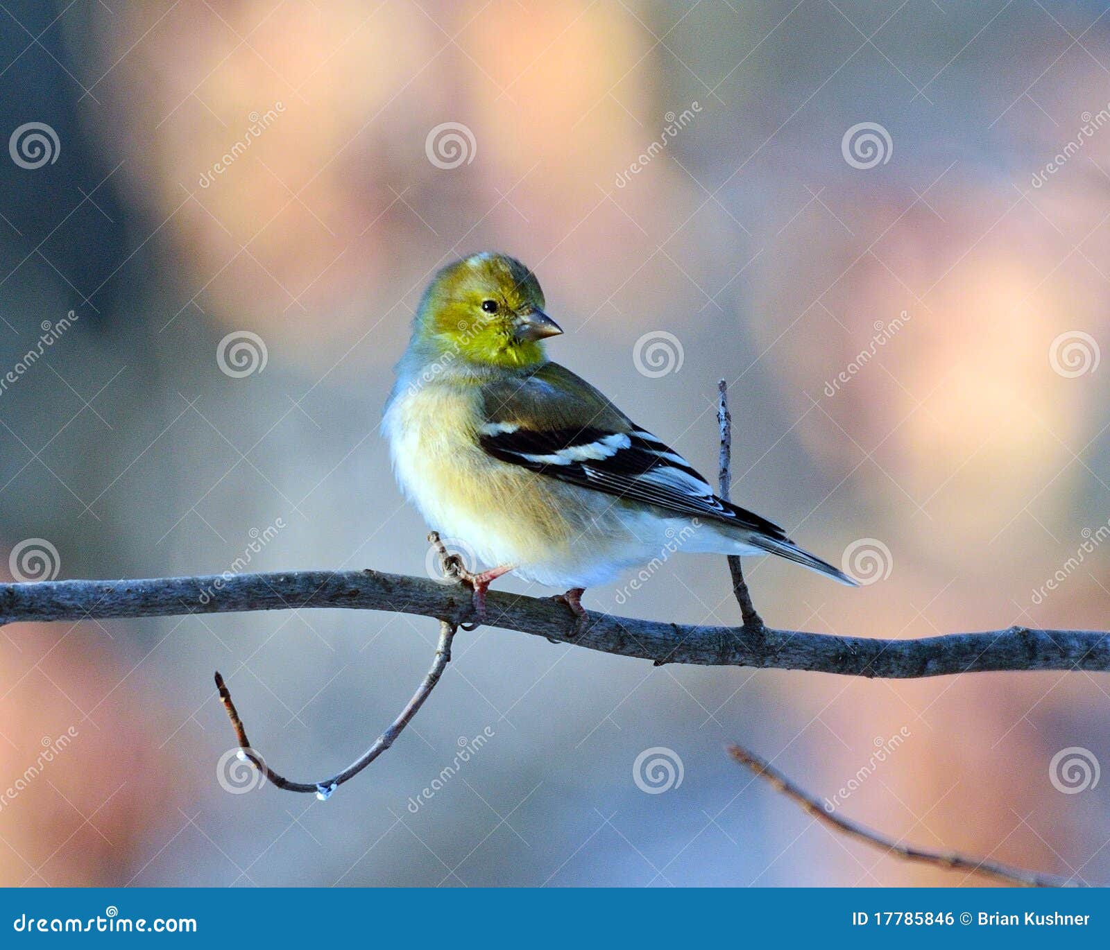 American Goldfinch stock photo. Image of birds, wildlife - 17785846
