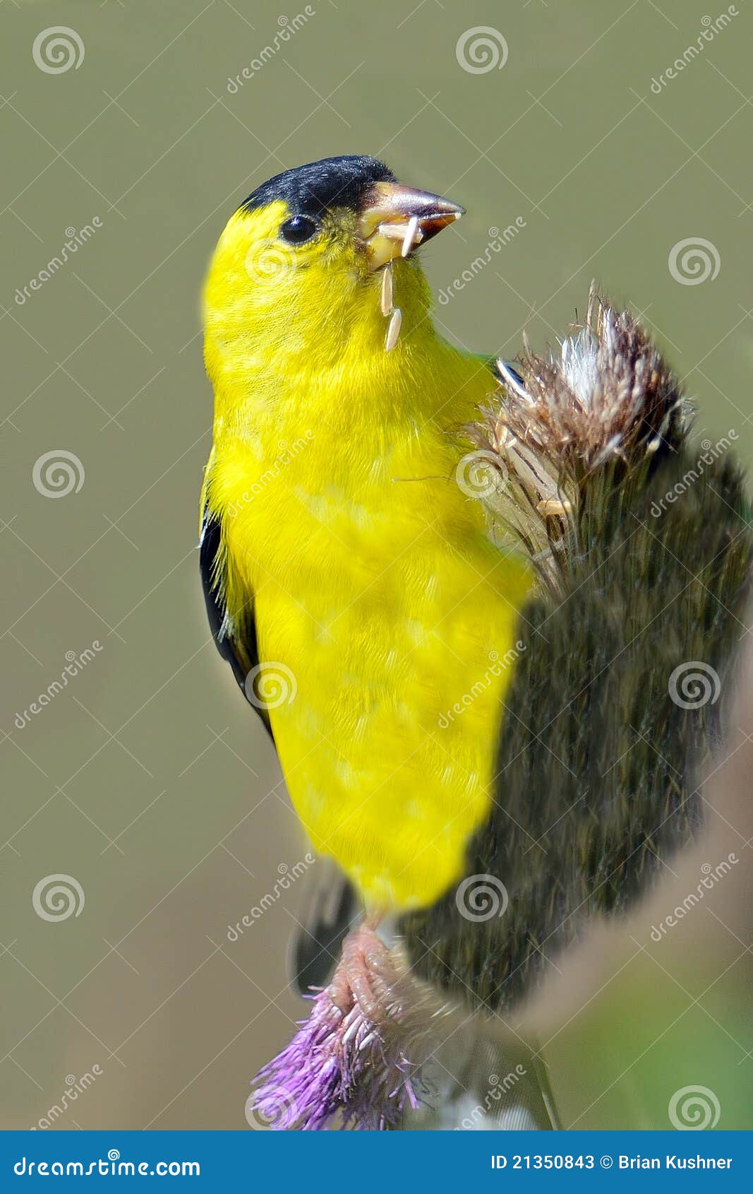 American Goldfinch stock image. Image of birds, colors - 21350843