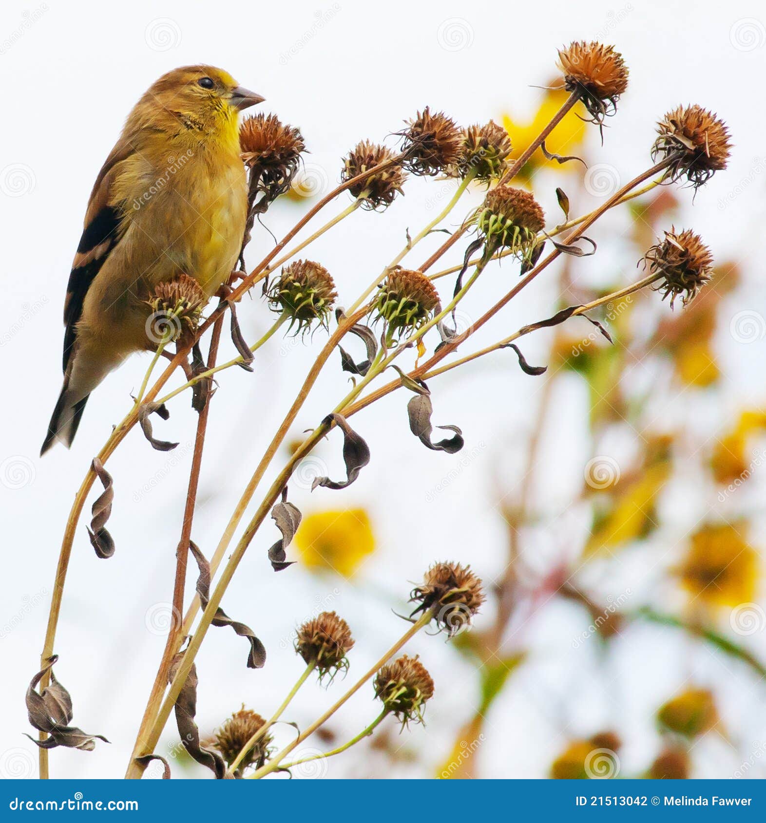 American Goldfinch stock photo. Image of outdoors, color - 21513042