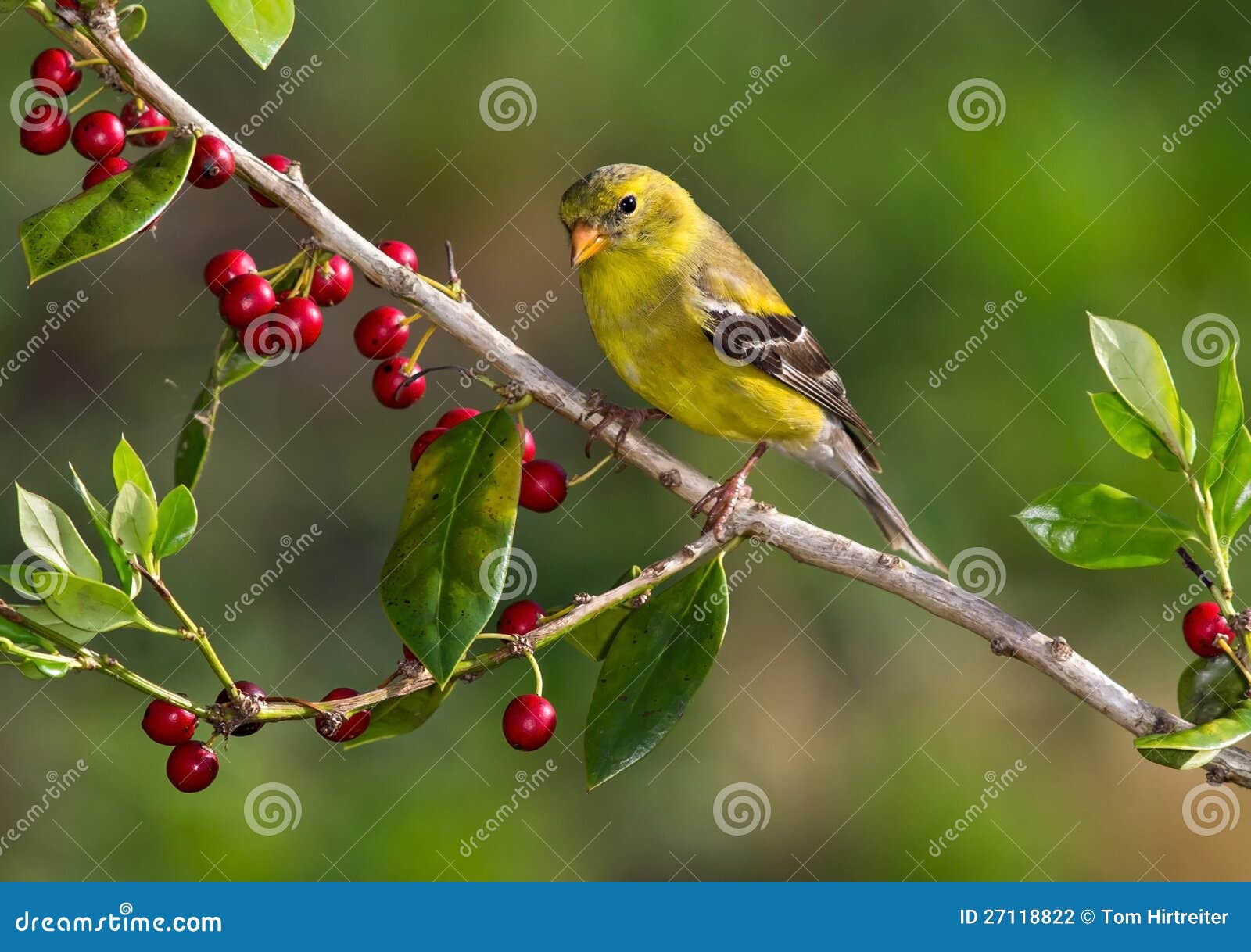 American Goldfinch stock photo. Image of american, wild - 27118822