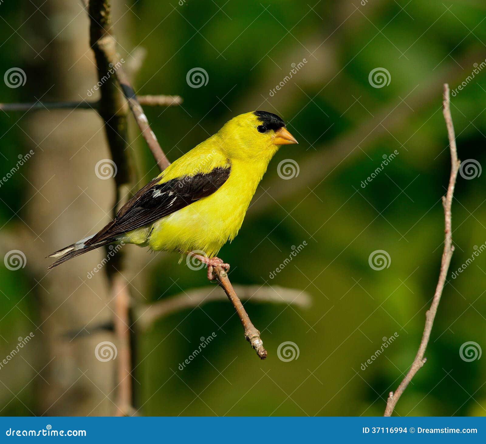 American Goldfinch stock photo. Image of blue, black - 37116994