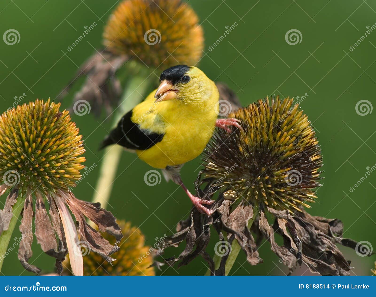 American Goldfinch stock photo. Image of avian, echinacea - 8188514