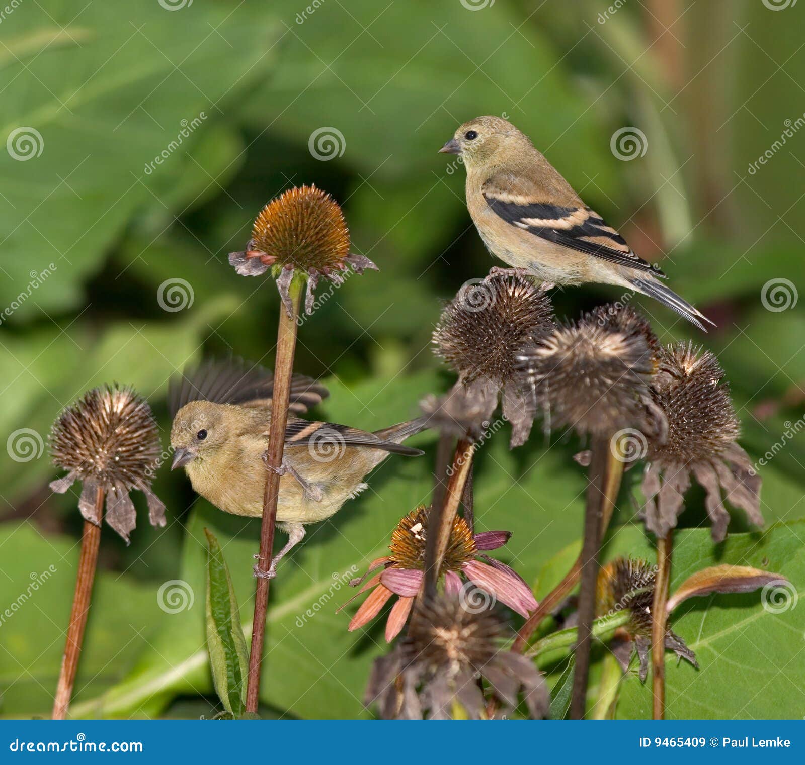 American Goldfinch stock image. Image of looking, american - 9465409