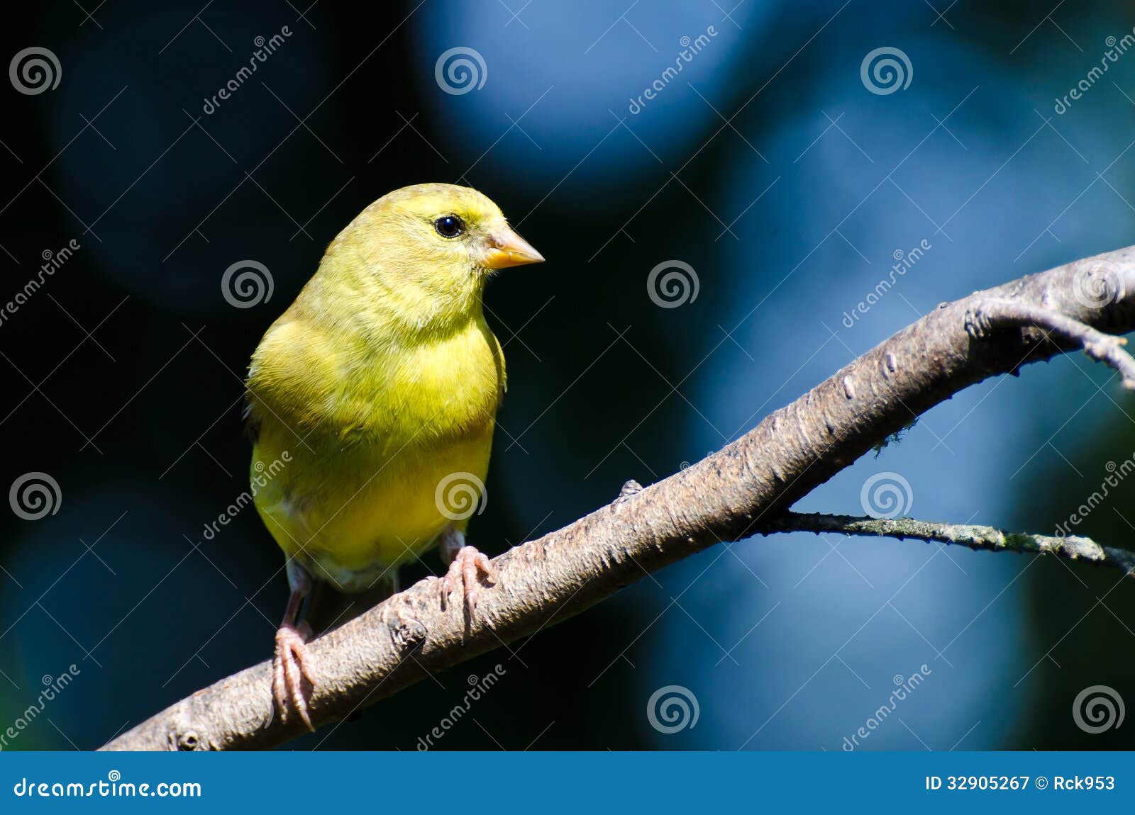 American Goldfinch Against a Blue Background Stock Image - Image of ...