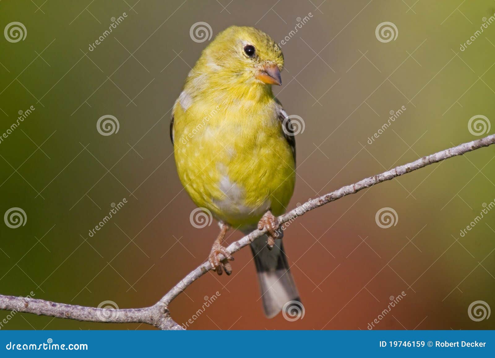 Female Yellow Finches