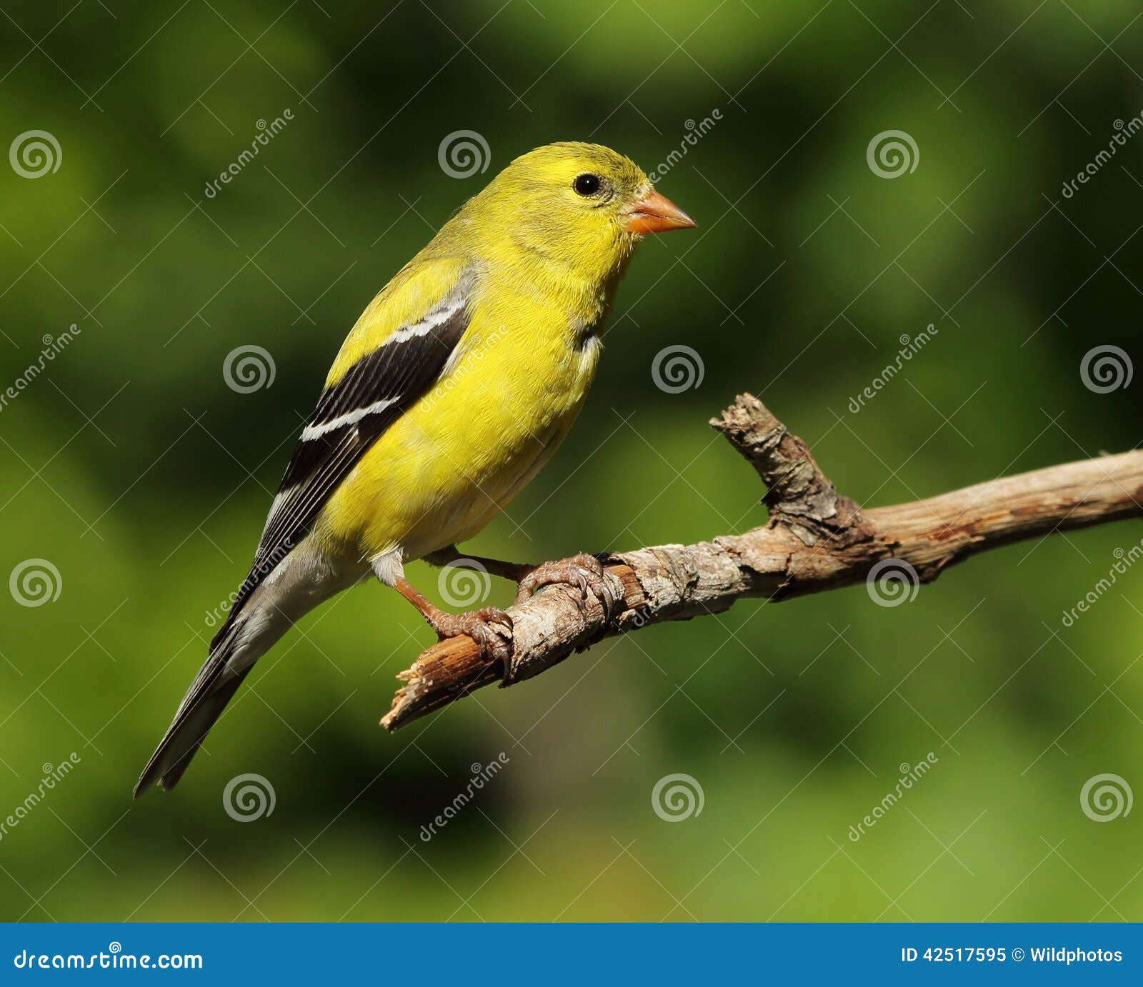 American Goldfinch stock image. Image of outdoors, ornithology - 42517595