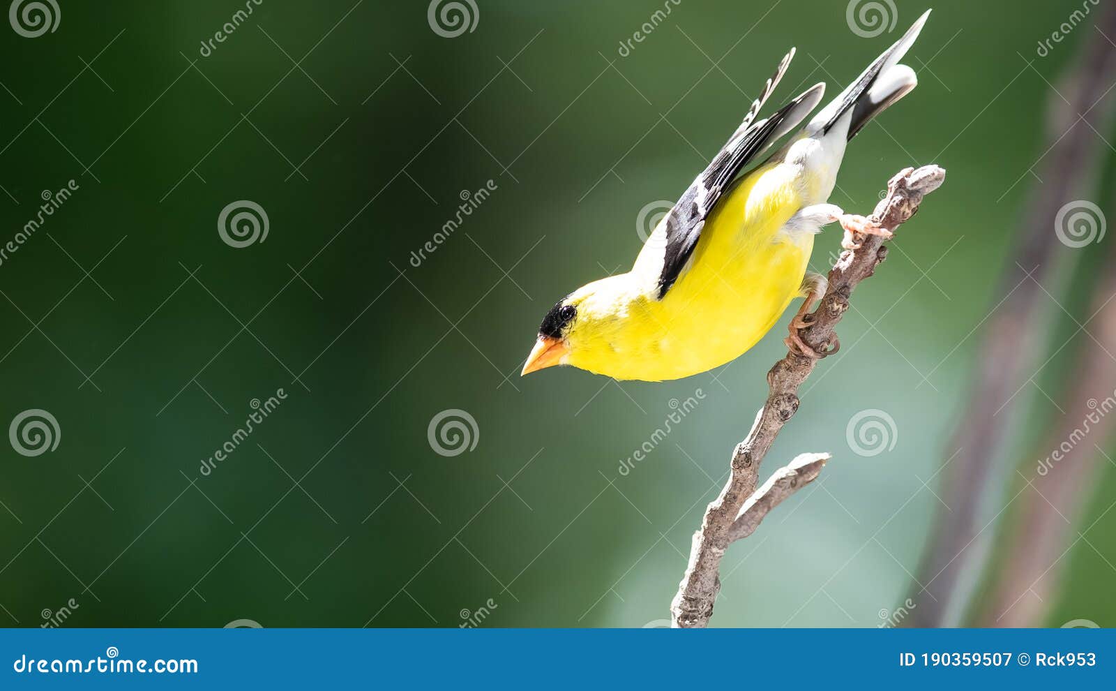 American Goldfinch Perched on a Slender Tree Branch Stock Image - Image ...