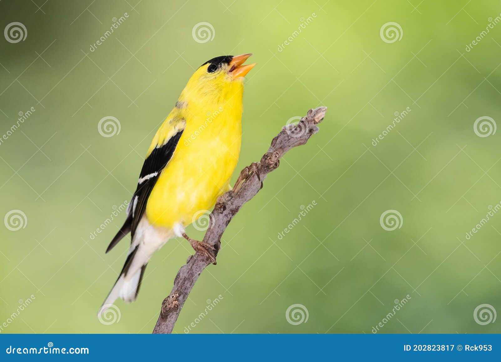 Slender Tree Frog Stock Photography | CartoonDealer.com #191431394