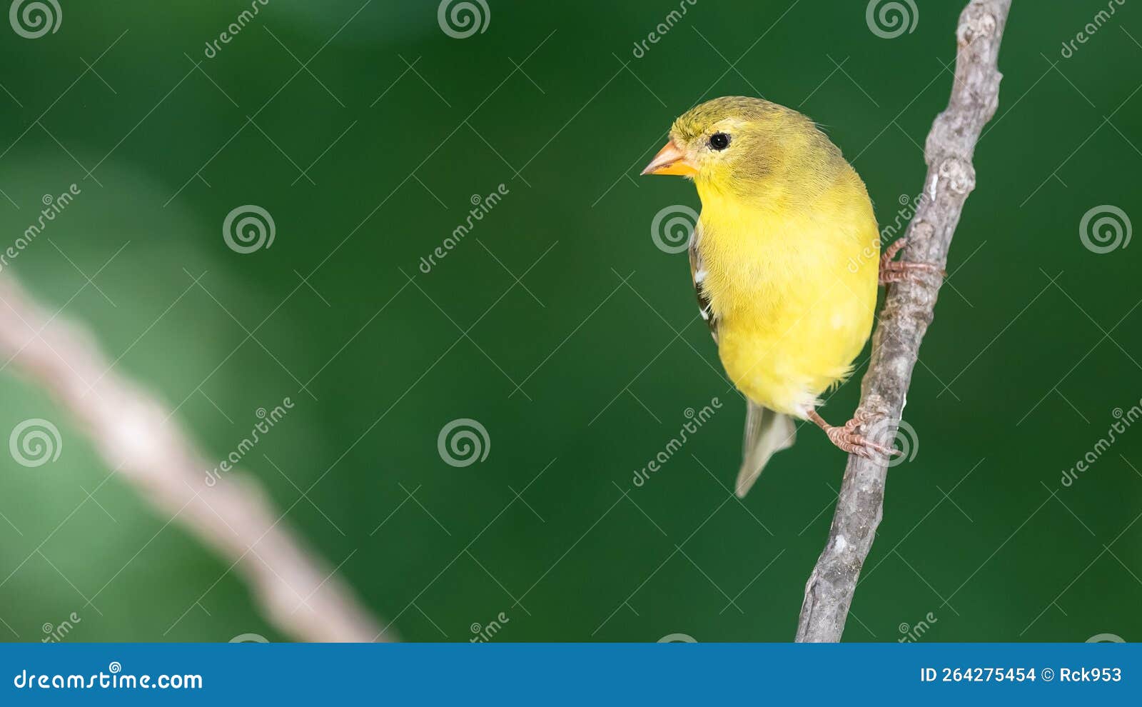 American Goldfinch Perched on a Slender Tree Branch Stock Photo - Image ...