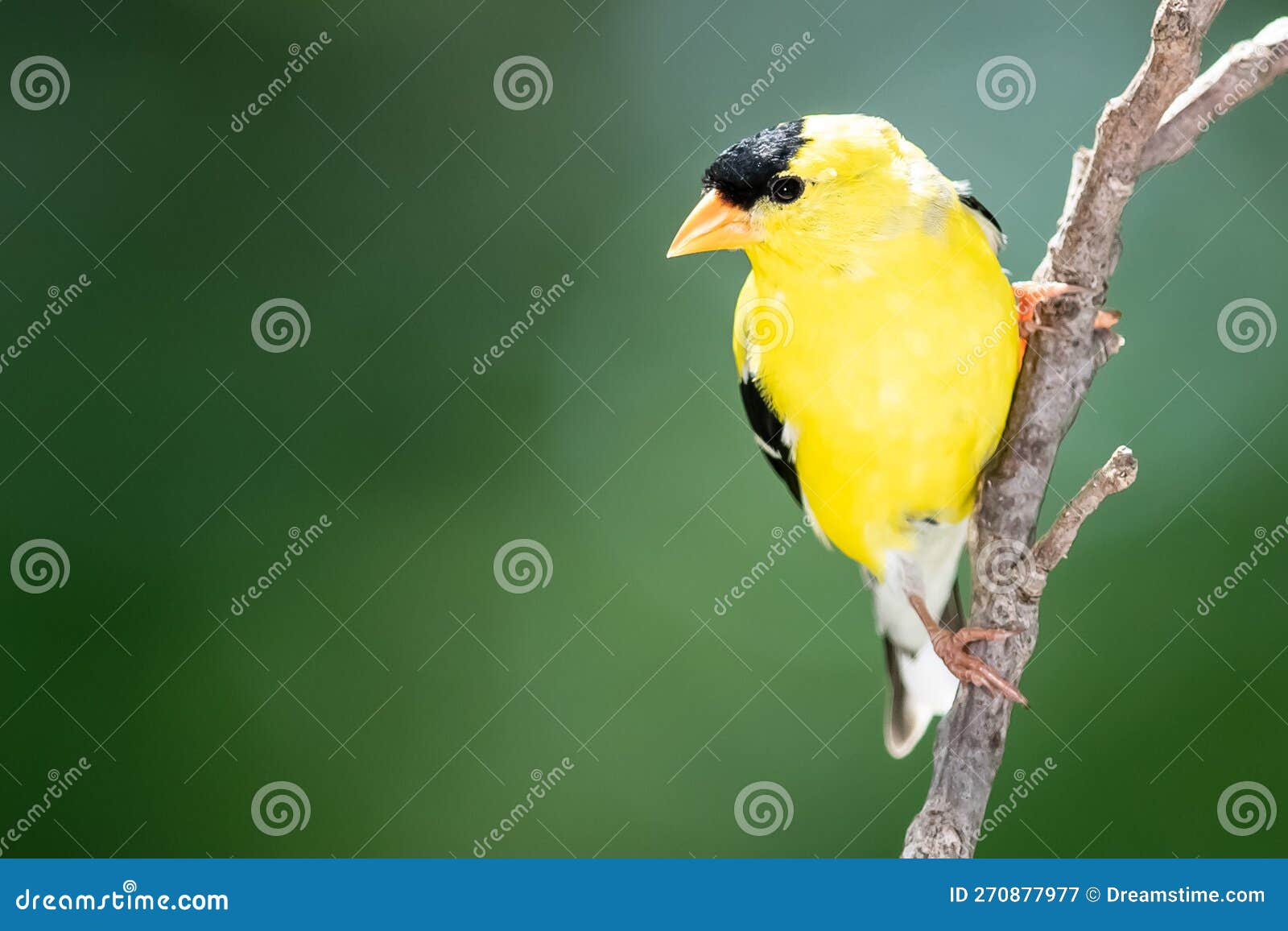 American Goldfinch Perched on a Slender Tree Branch Stock Image - Image ...