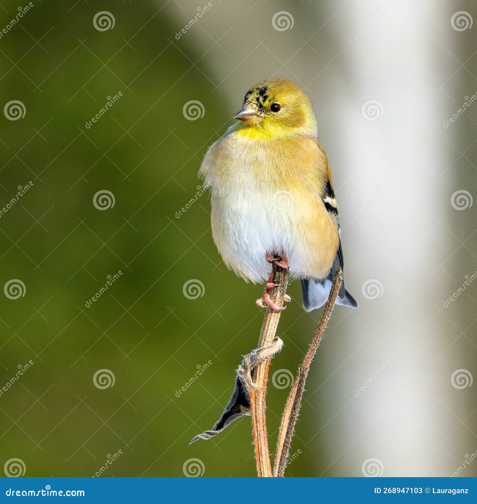 American Goldfinch Perching Stock Image - Image of goldfinch, molting ...
