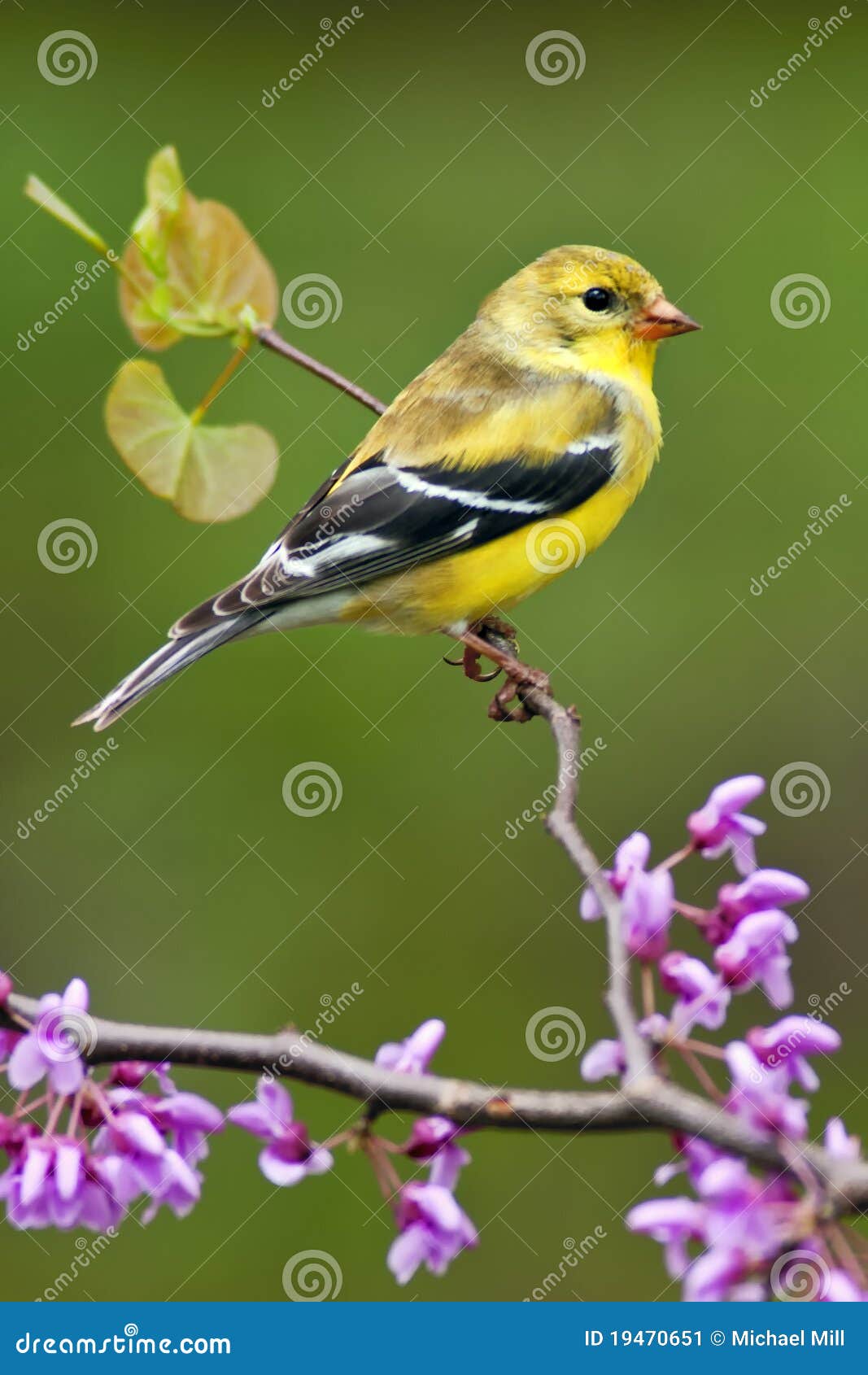 American Goldfinch in Spring Season Stock Image - Image of natural ...