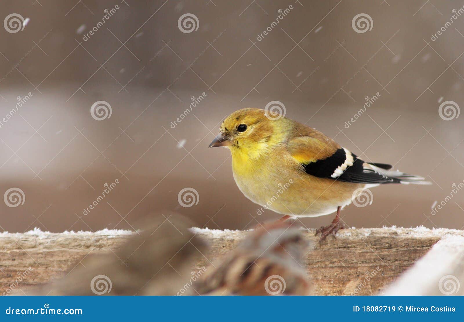 American Goldfinch in Winter Stock Image - Image of wild, small: 18082719