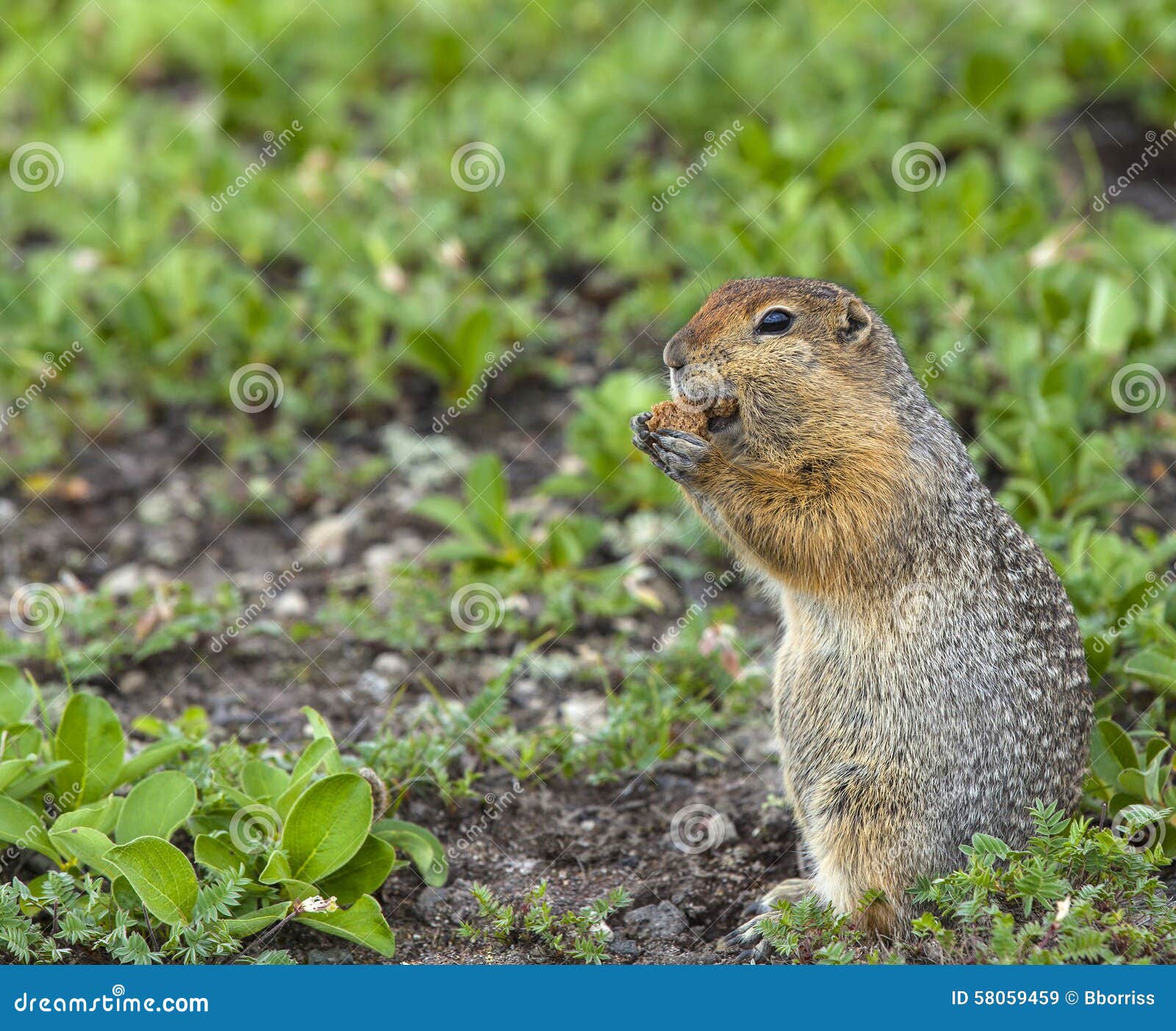 The American Gopher on Kamchatka at a Volcano Foot Stock Image - Image ...