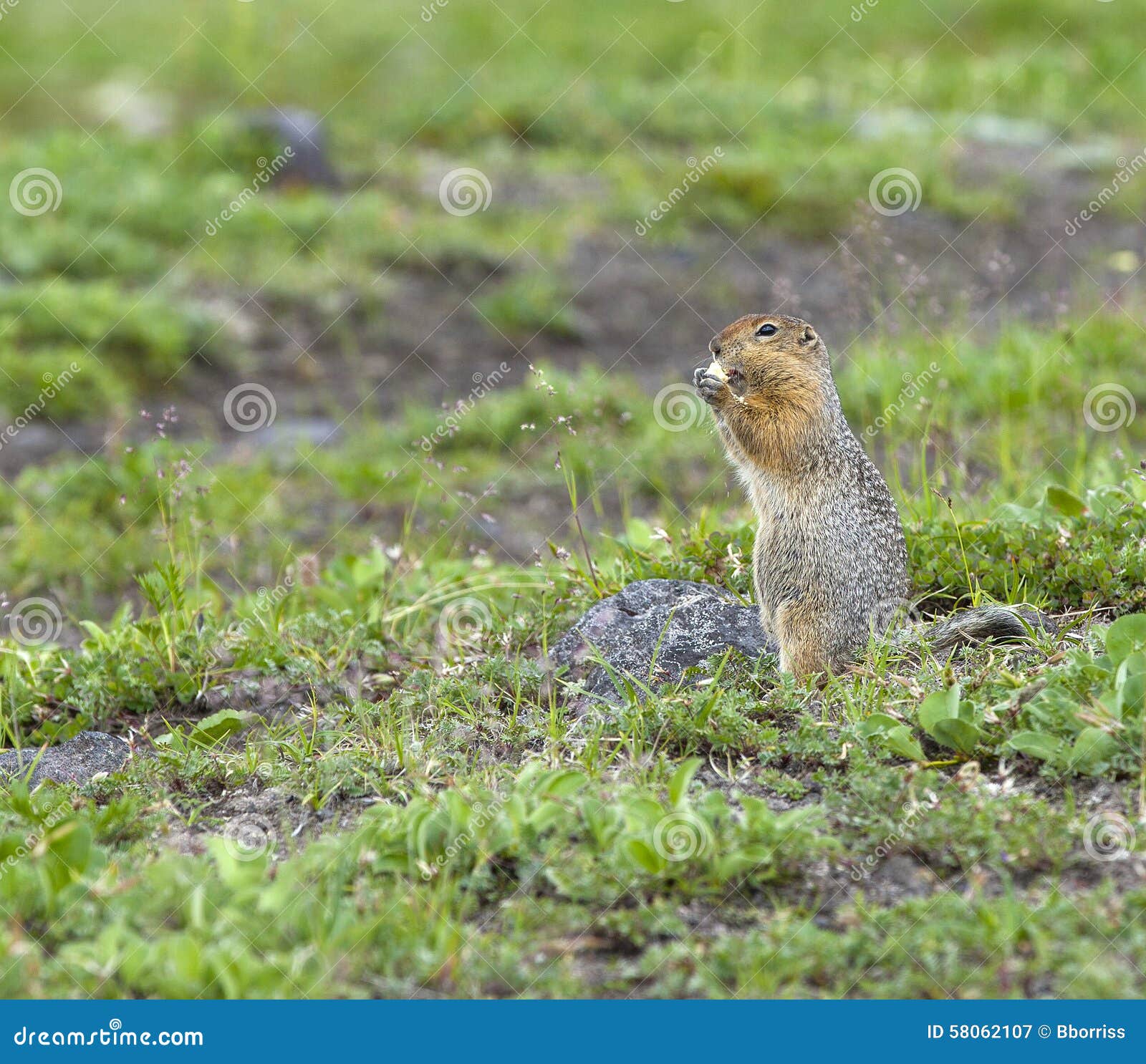 The American Gopher on Kamchatka at a Volcano Foot Stock Image - Image ...