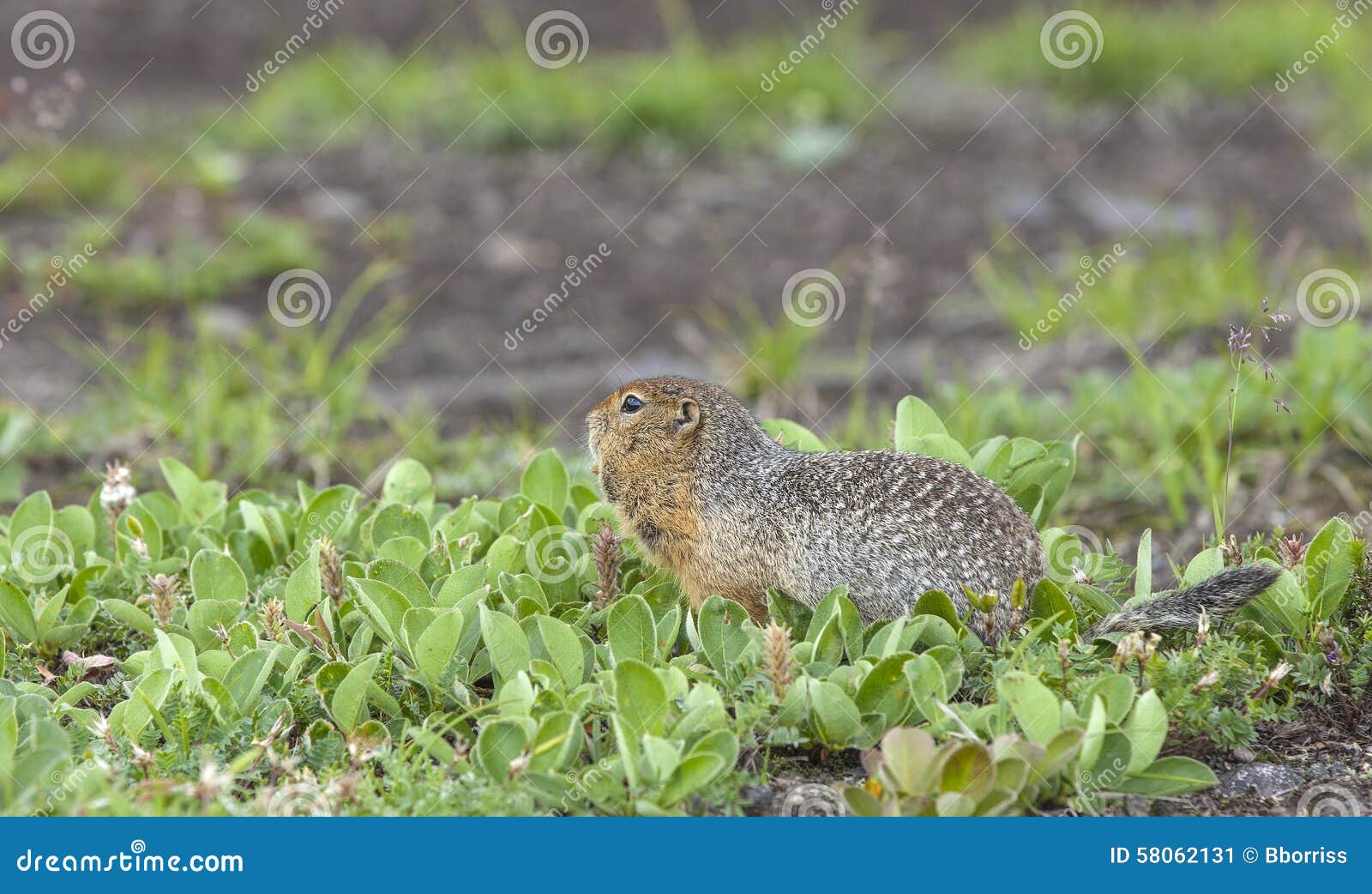 The American Gopher on Kamchatka at a Volcano Foot Stock Image - Image ...