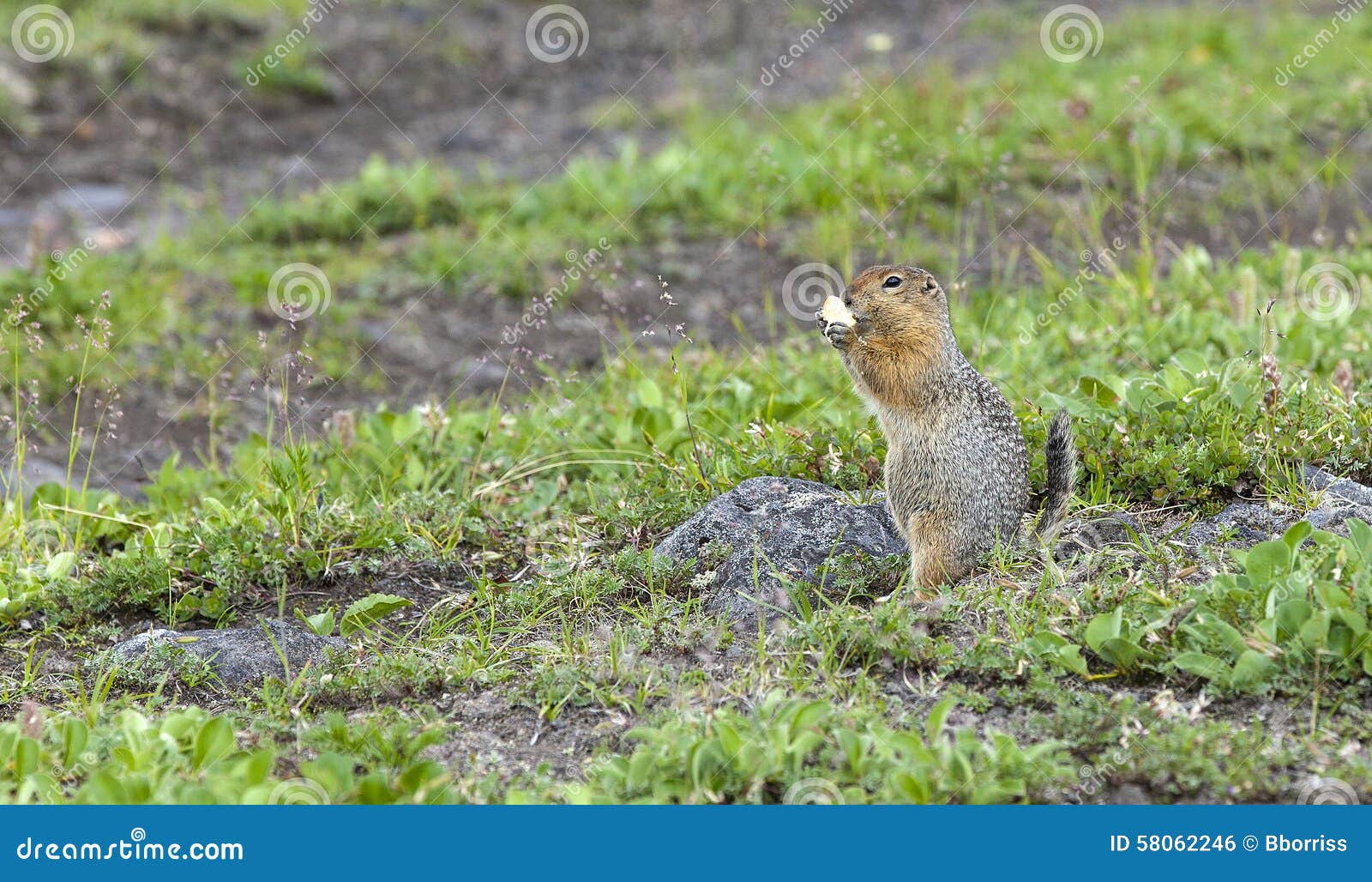 The American Gopher on Kamchatka at a Volcano Foot Stock Photo - Image ...