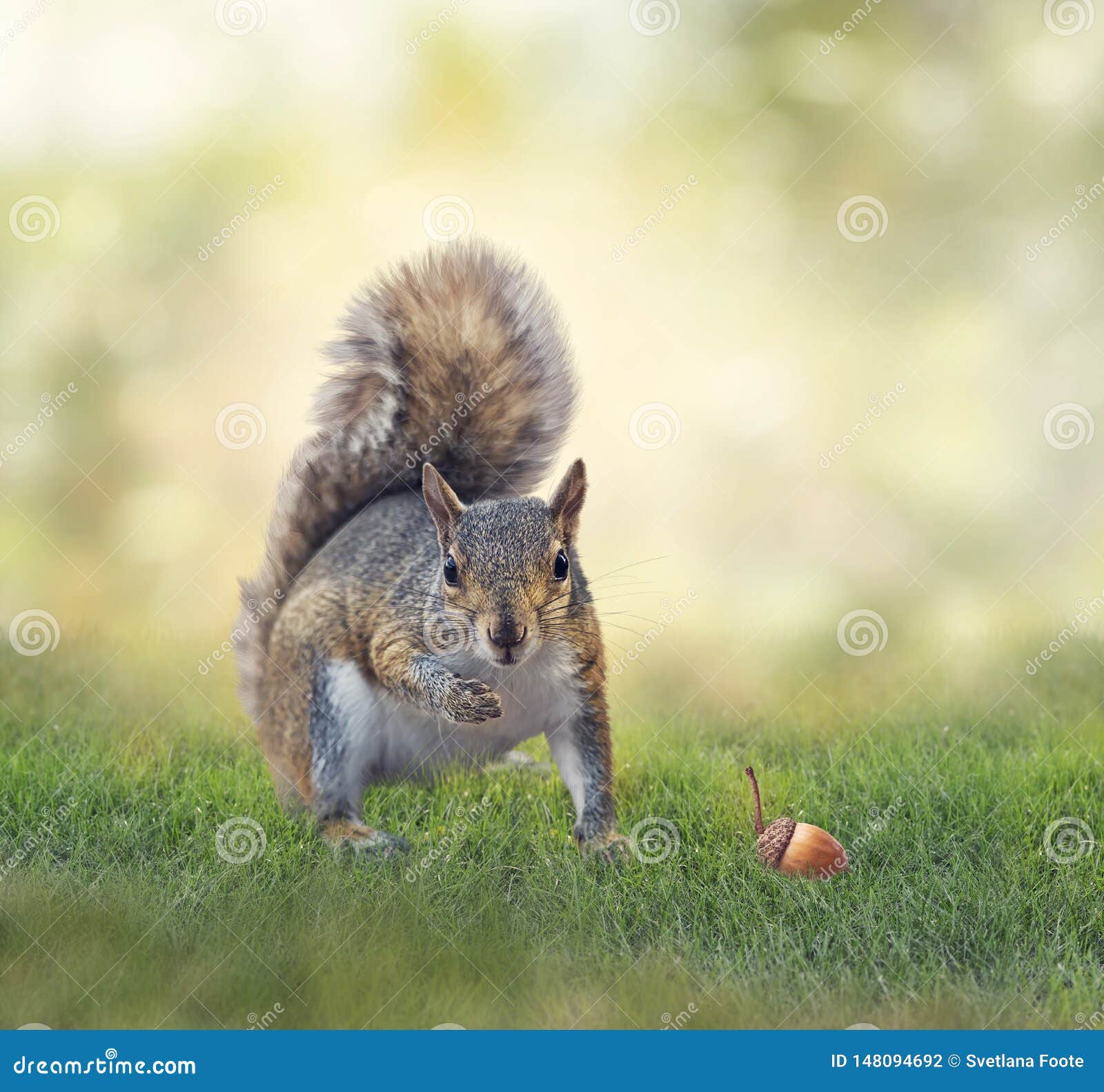 American Gray Squirrel on Grass Stock Photo - Image of brown, wildlife ...