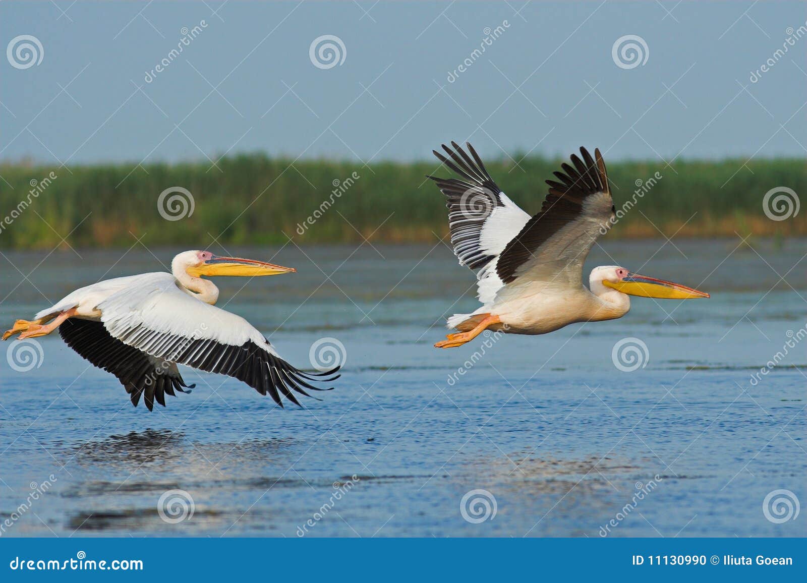 American Great White Pelican in Flight Stock Photo - Image of delta ...