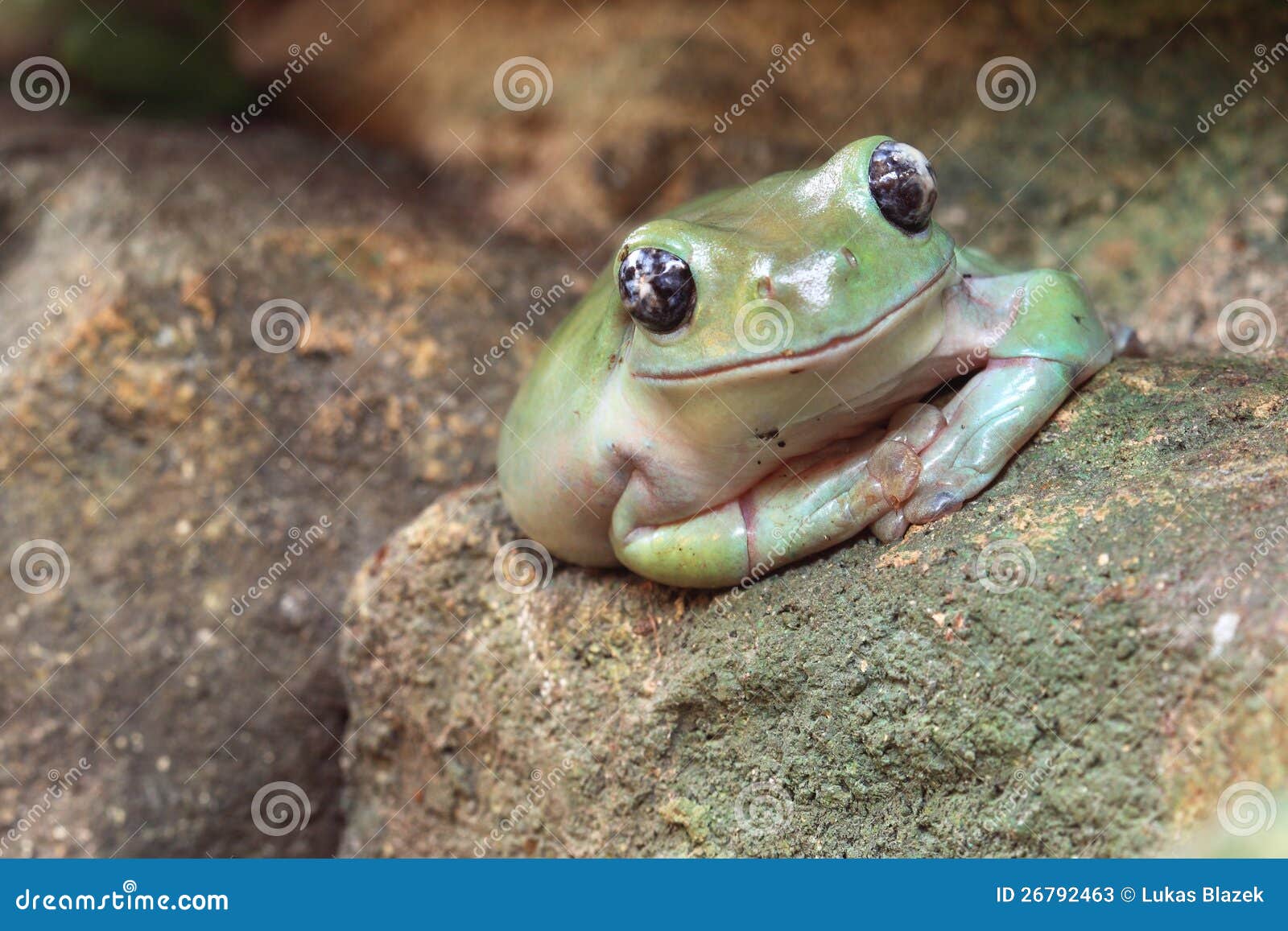 American green tree frog stock image. Image of hyla, tree - 26792463