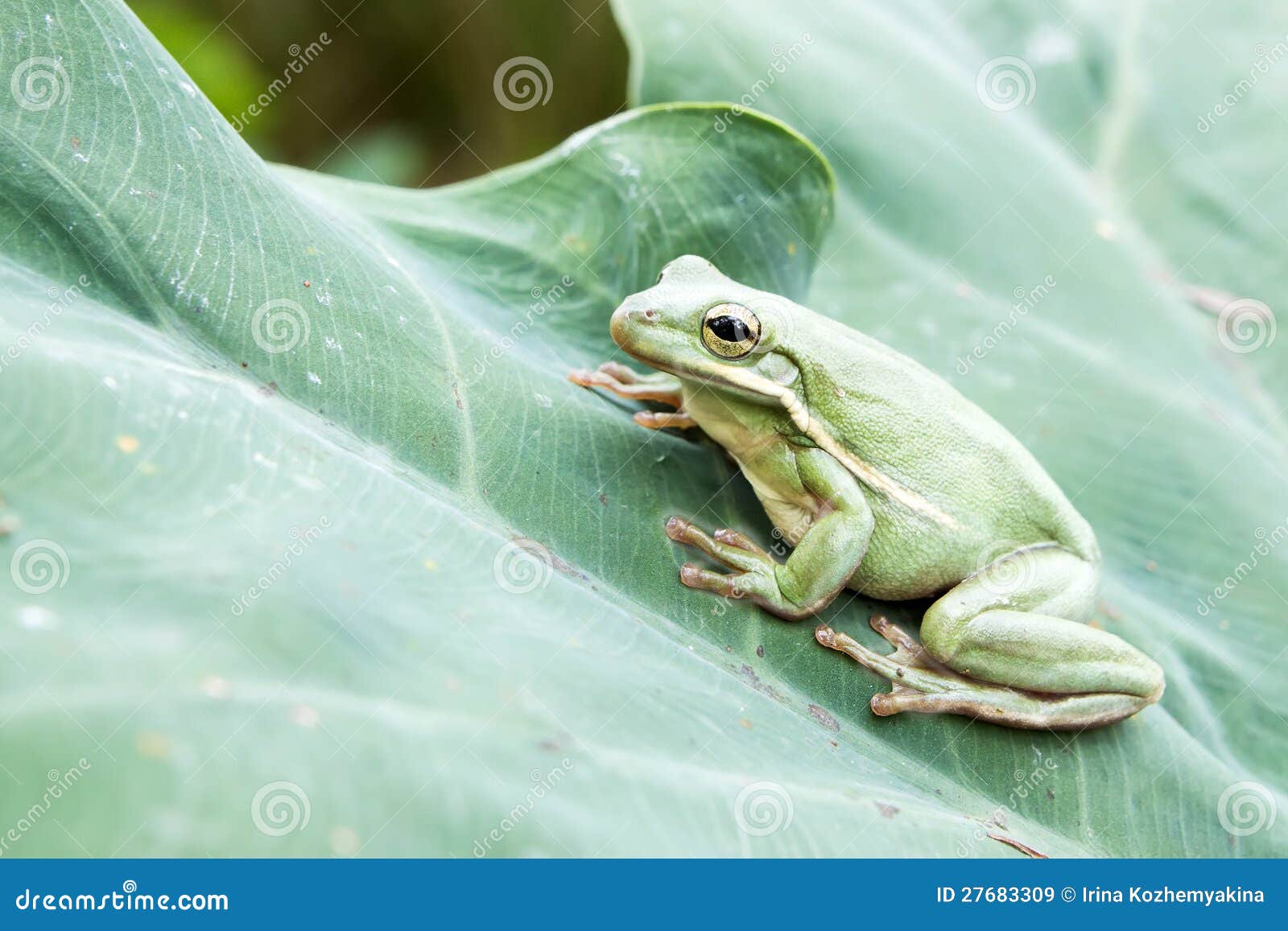 The American Green Tree Frog on the Big Green Leaf Stock Image - Image ...