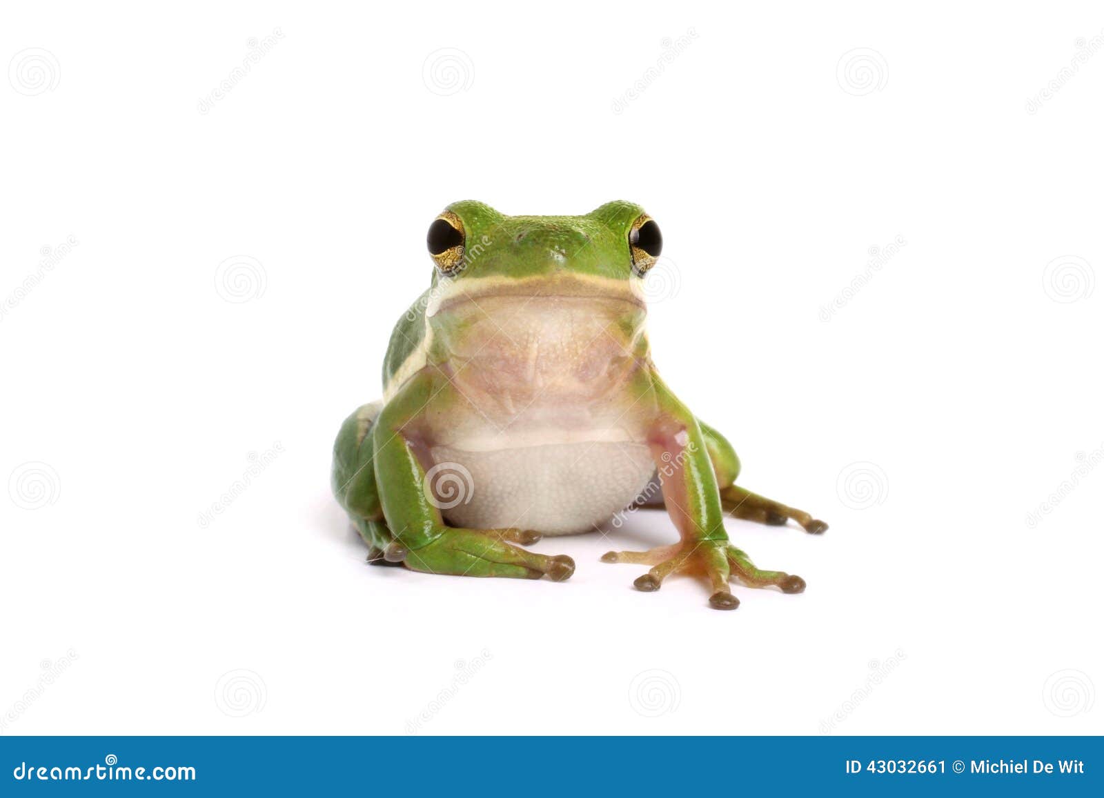 American Green Tree Frog Eating